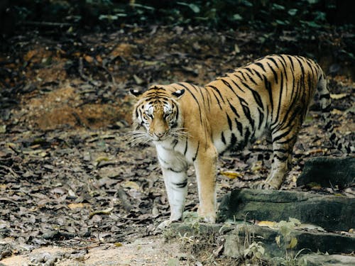 Albino Tiger · Free Stock Photo Albino Tiger · Free Stock Photo