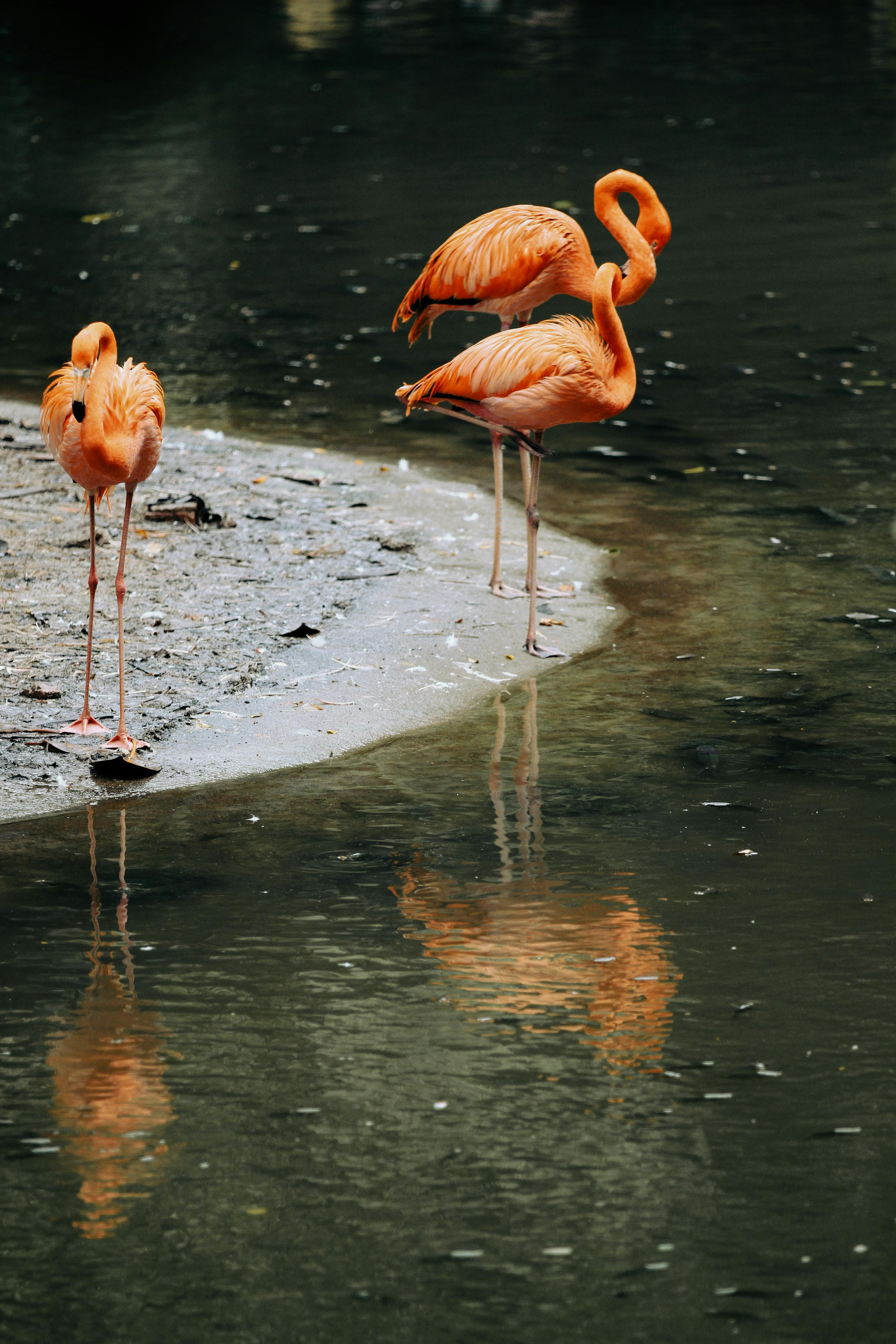 Orange Flamingos Near Body of Water · Free Stock Photo