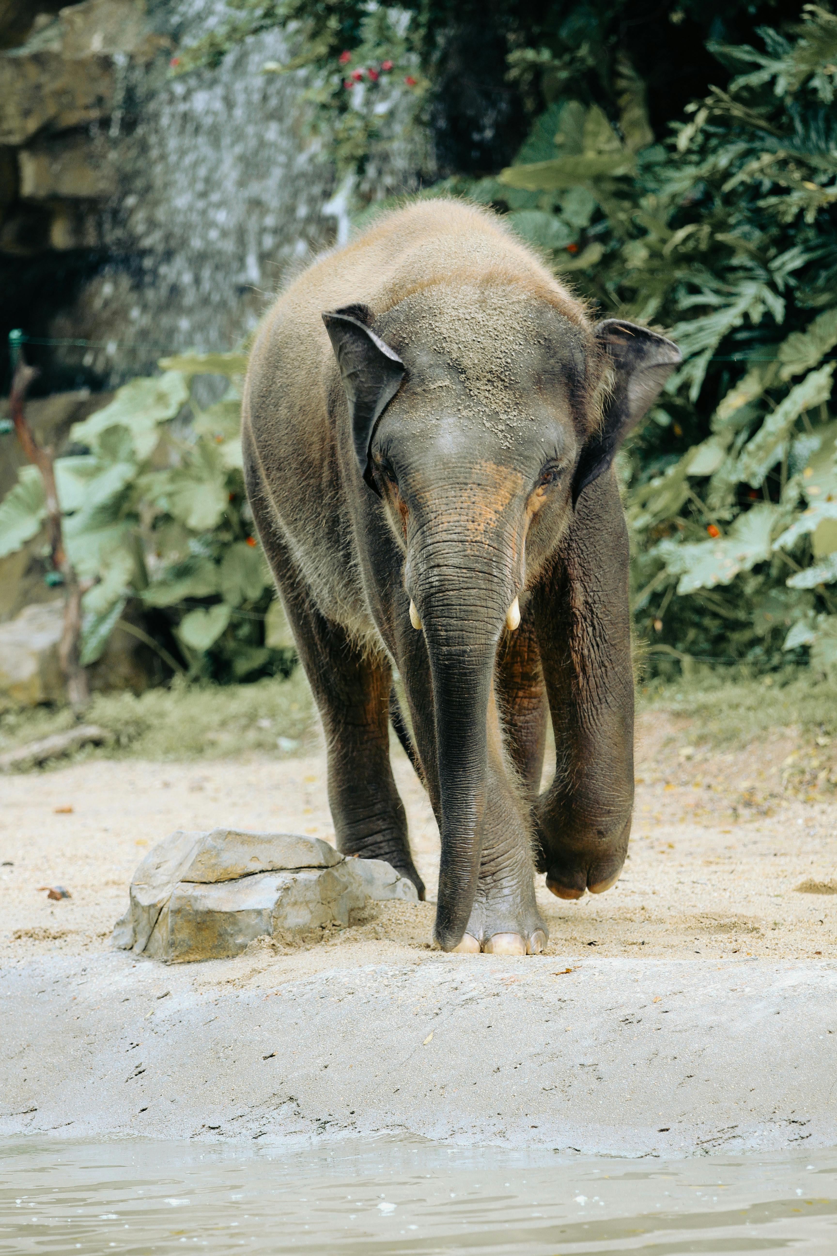 An Elephant on the Field · Free Stock Photo