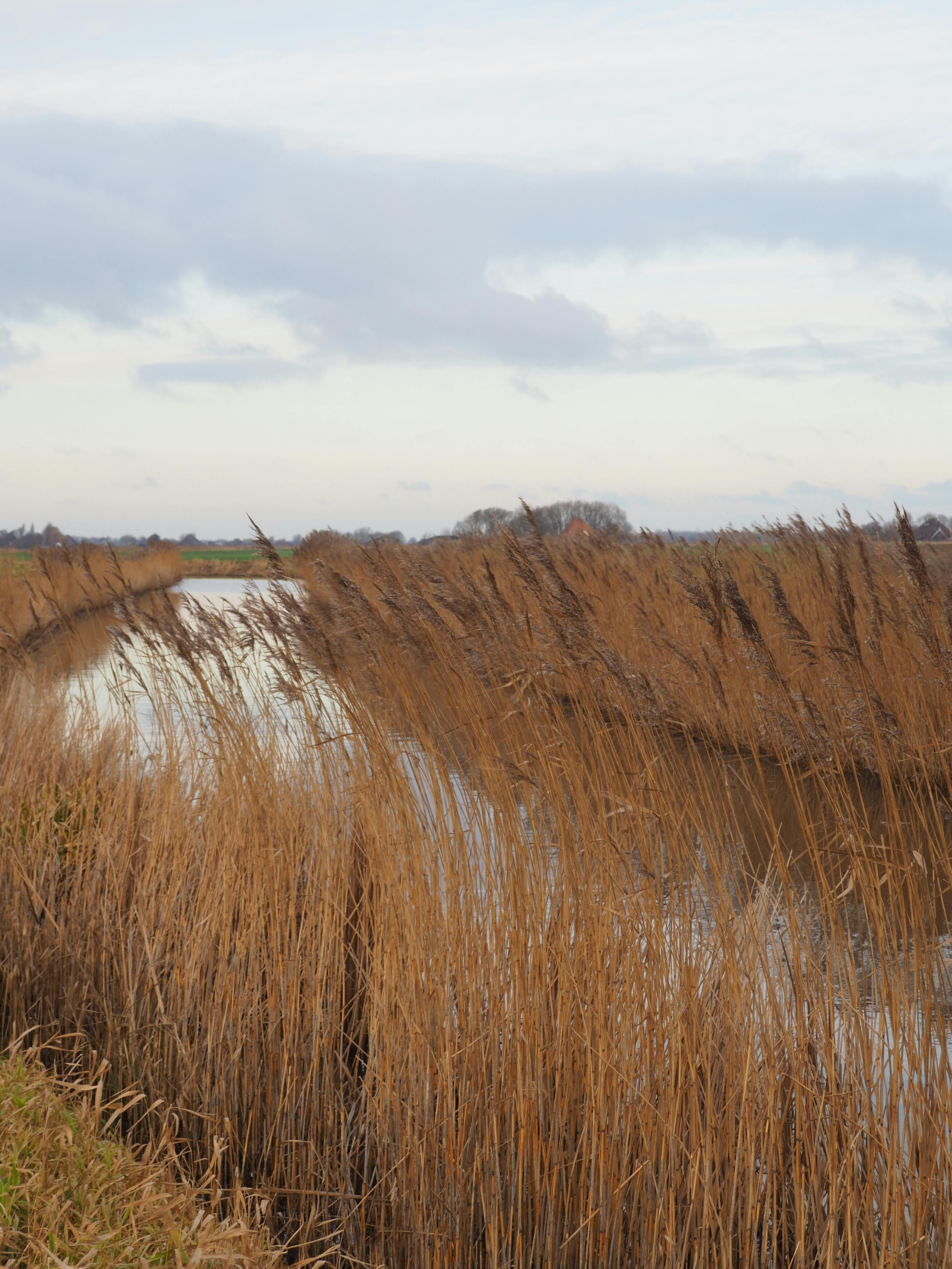 Grass In The Middle Of A Salt Marsh · Free Stock Photo