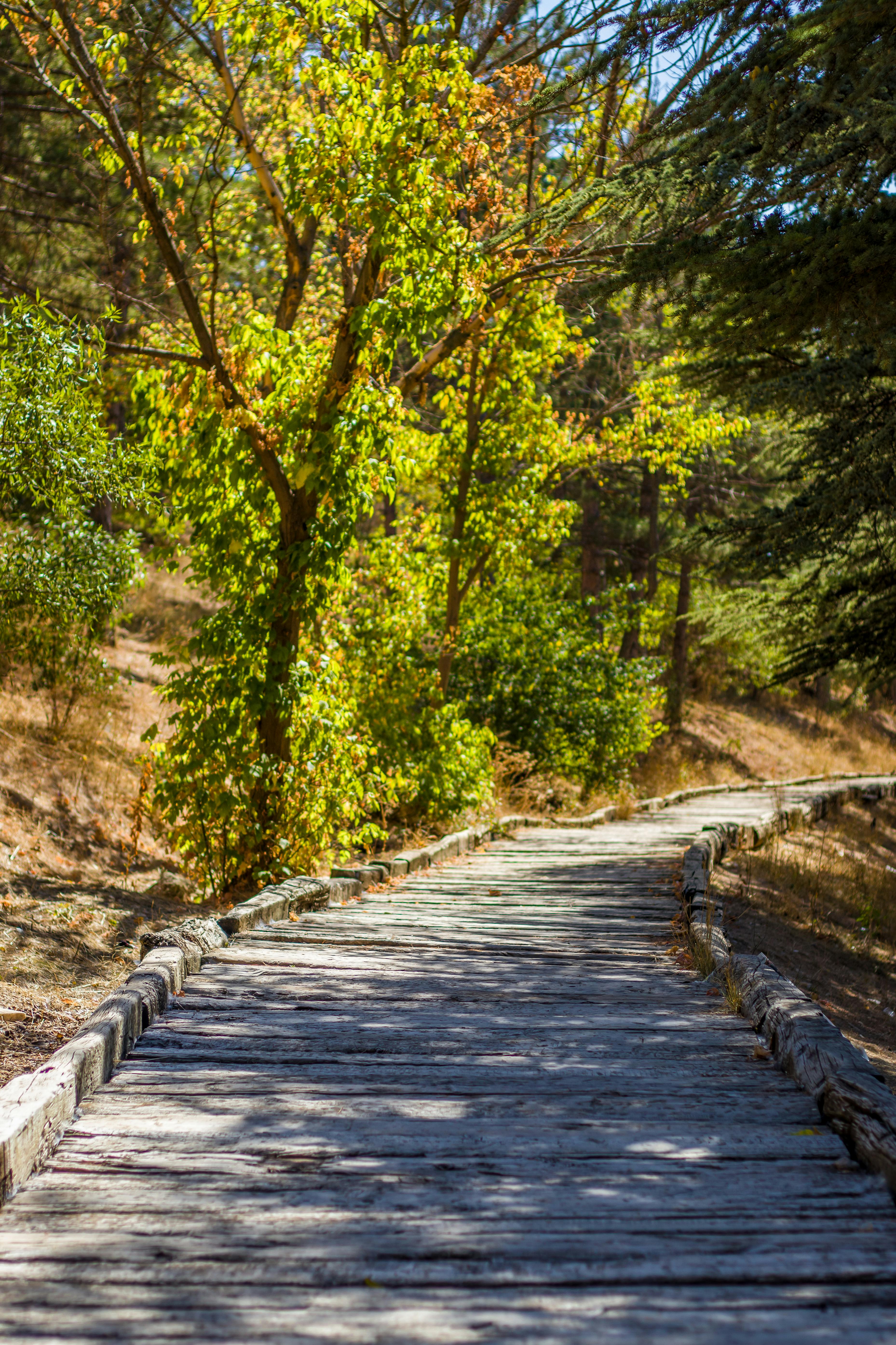 Pathway in the Mountains near the Trees · Free Stock Photo