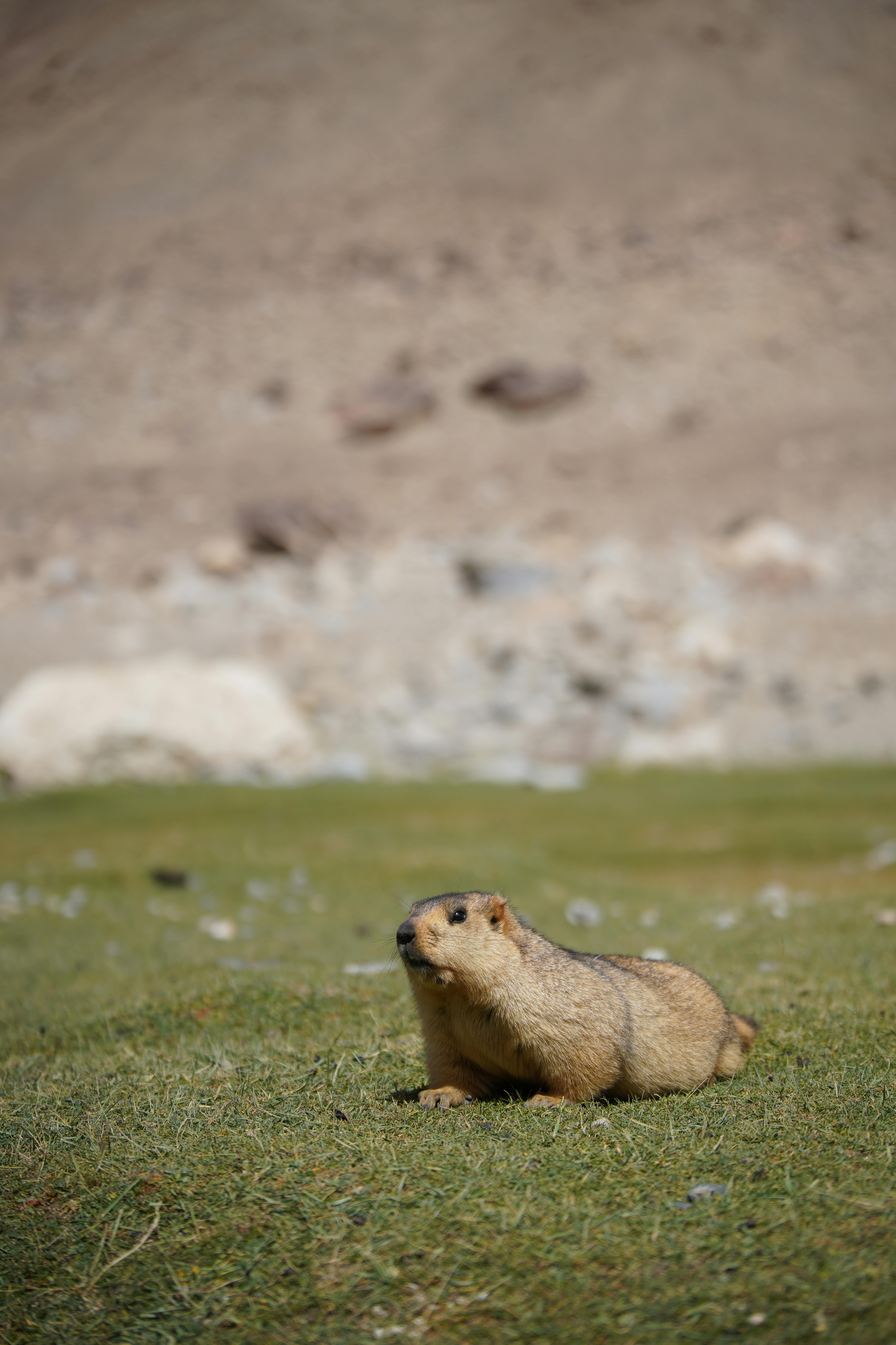 Brown Rodent on Green Grass · Free Stock Photo