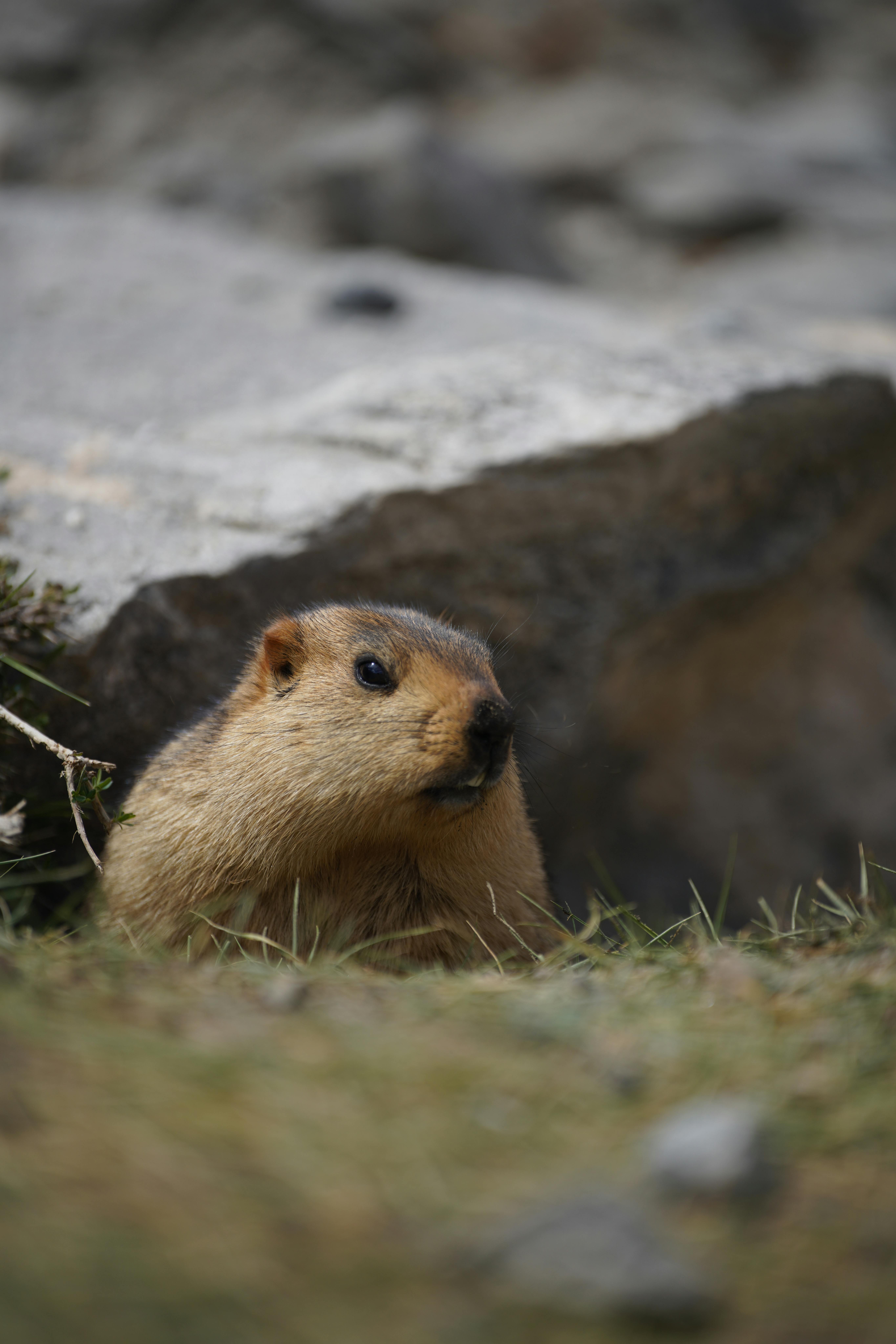 Tarbagan Marmot Photos, Download The BEST Free Tarbagan Marmot Stock ...