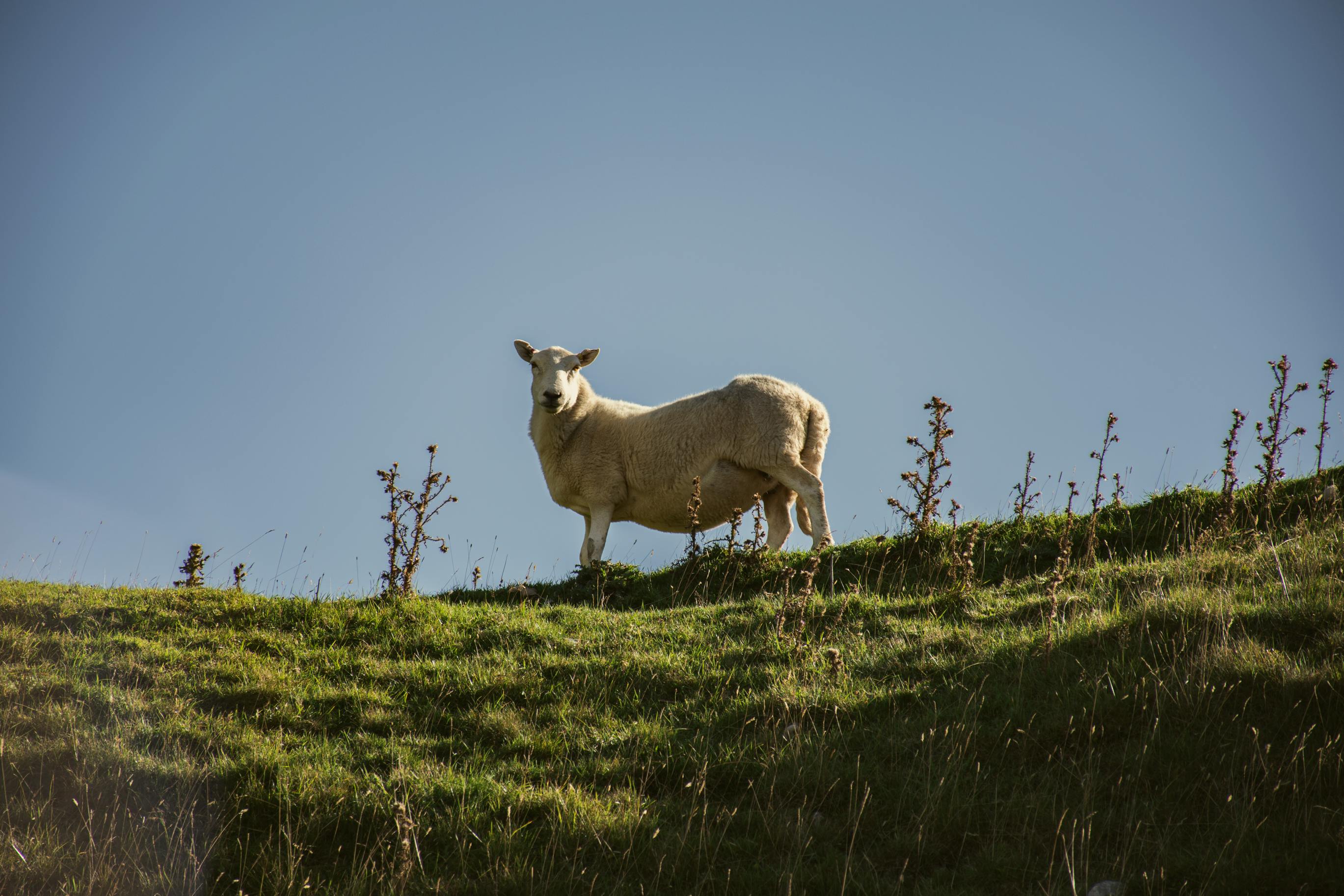 A sheep with a mark on its ear · Free Stock Photo