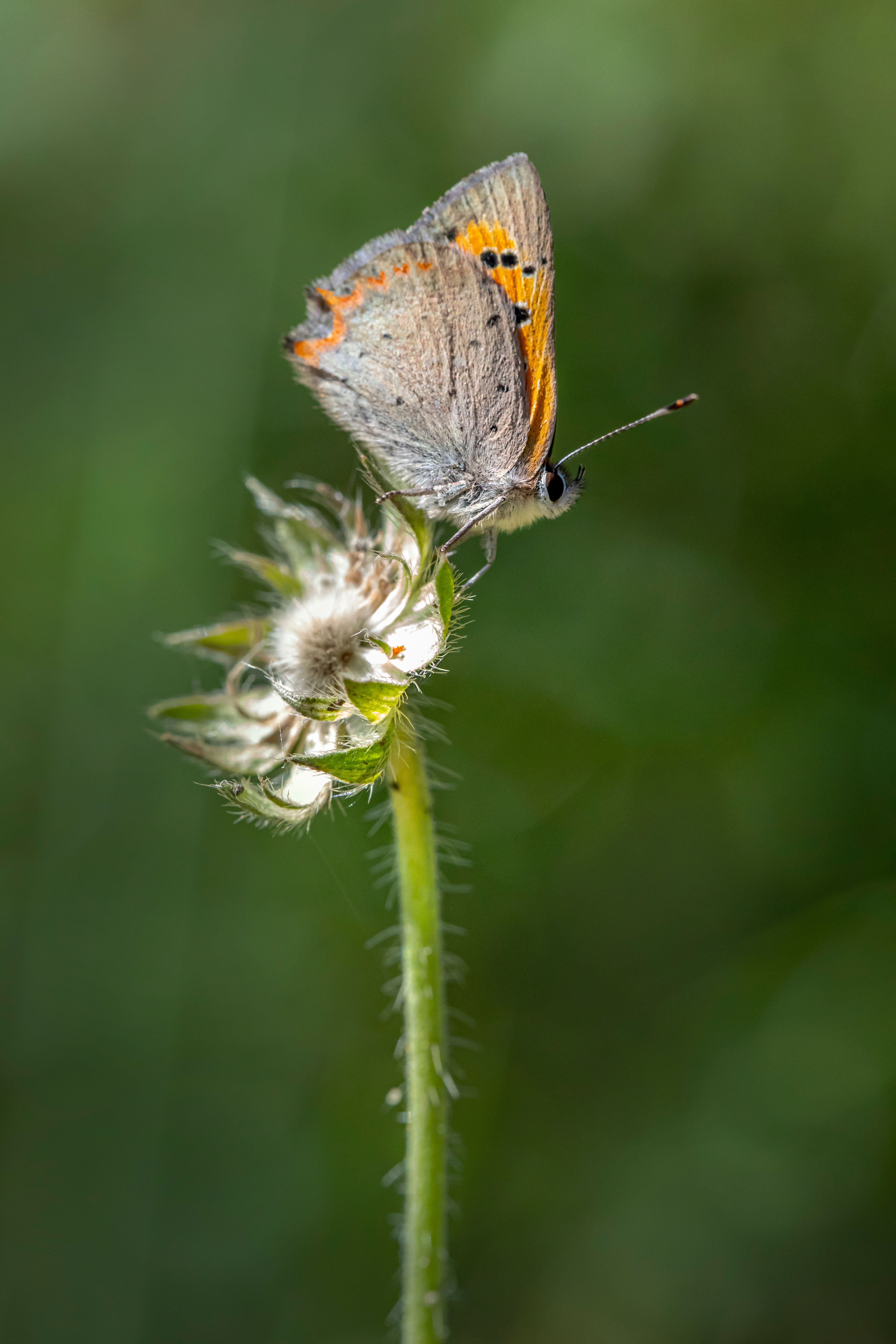 A Butterfly Perching on a Leaf · Free Stock Photo
