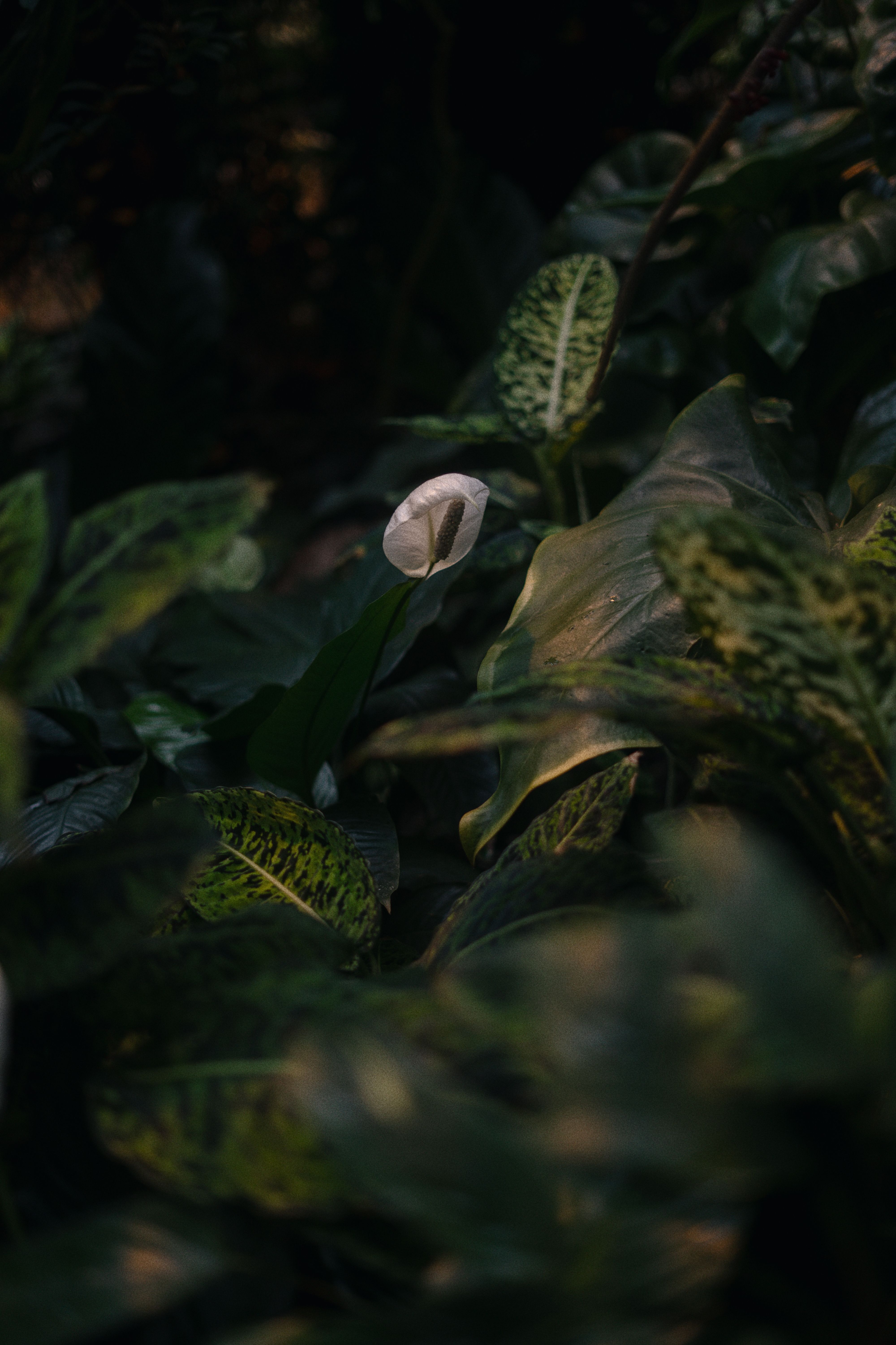 Close Up Photo of Green Plants · Free Stock Photo