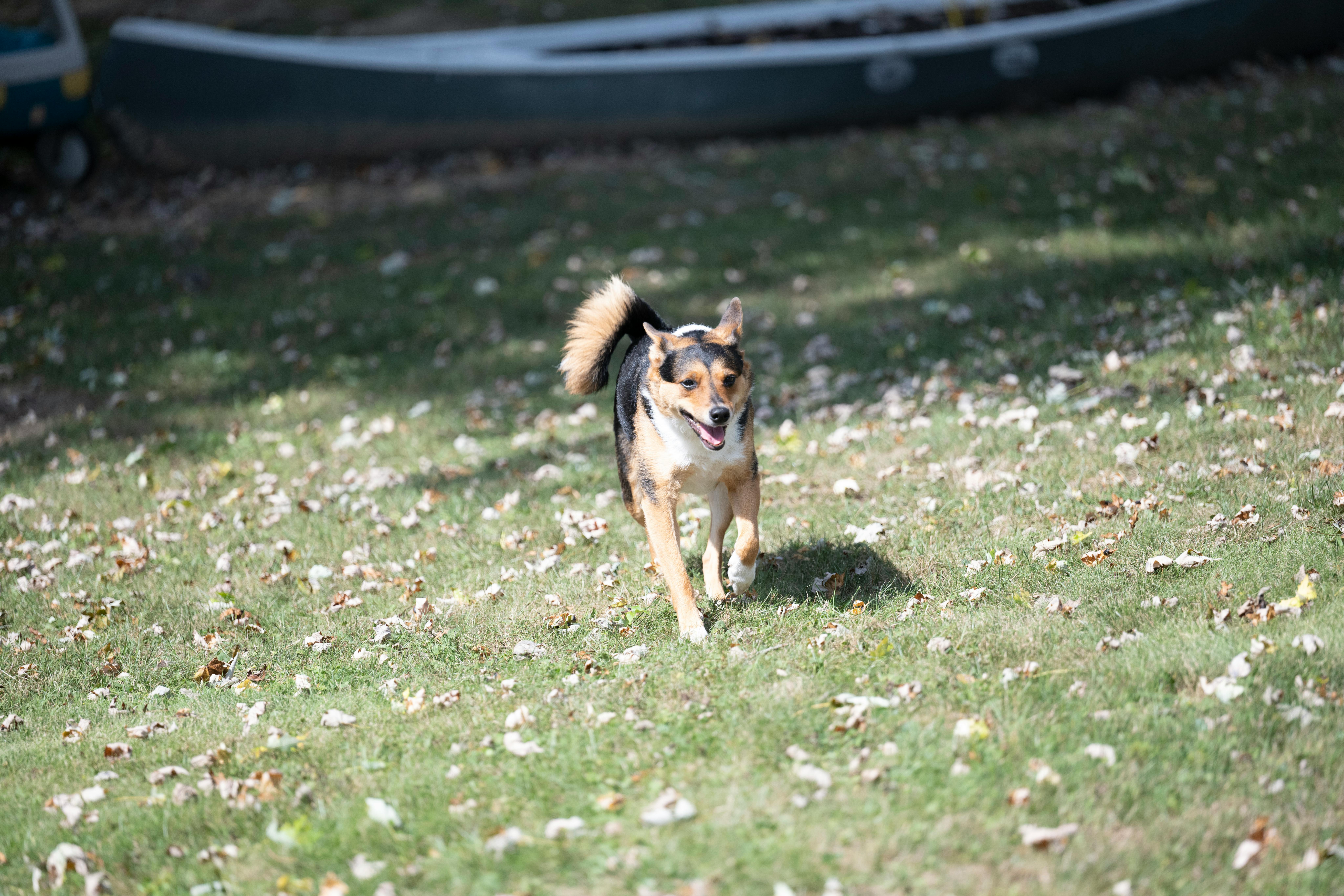 A Dog on the Grass · Free Stock Photo