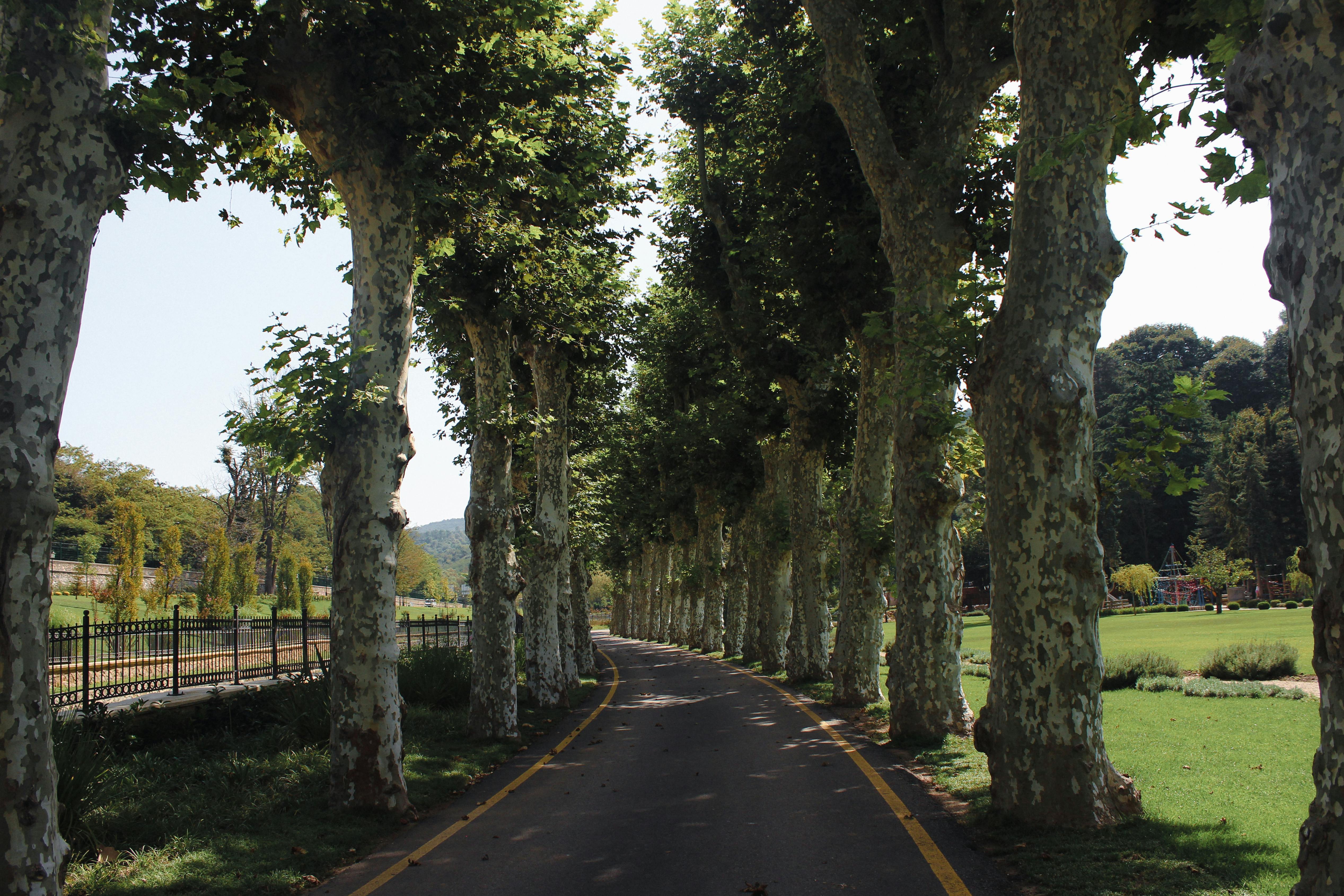 A Walkway Between Big Trees · Free Stock Photo