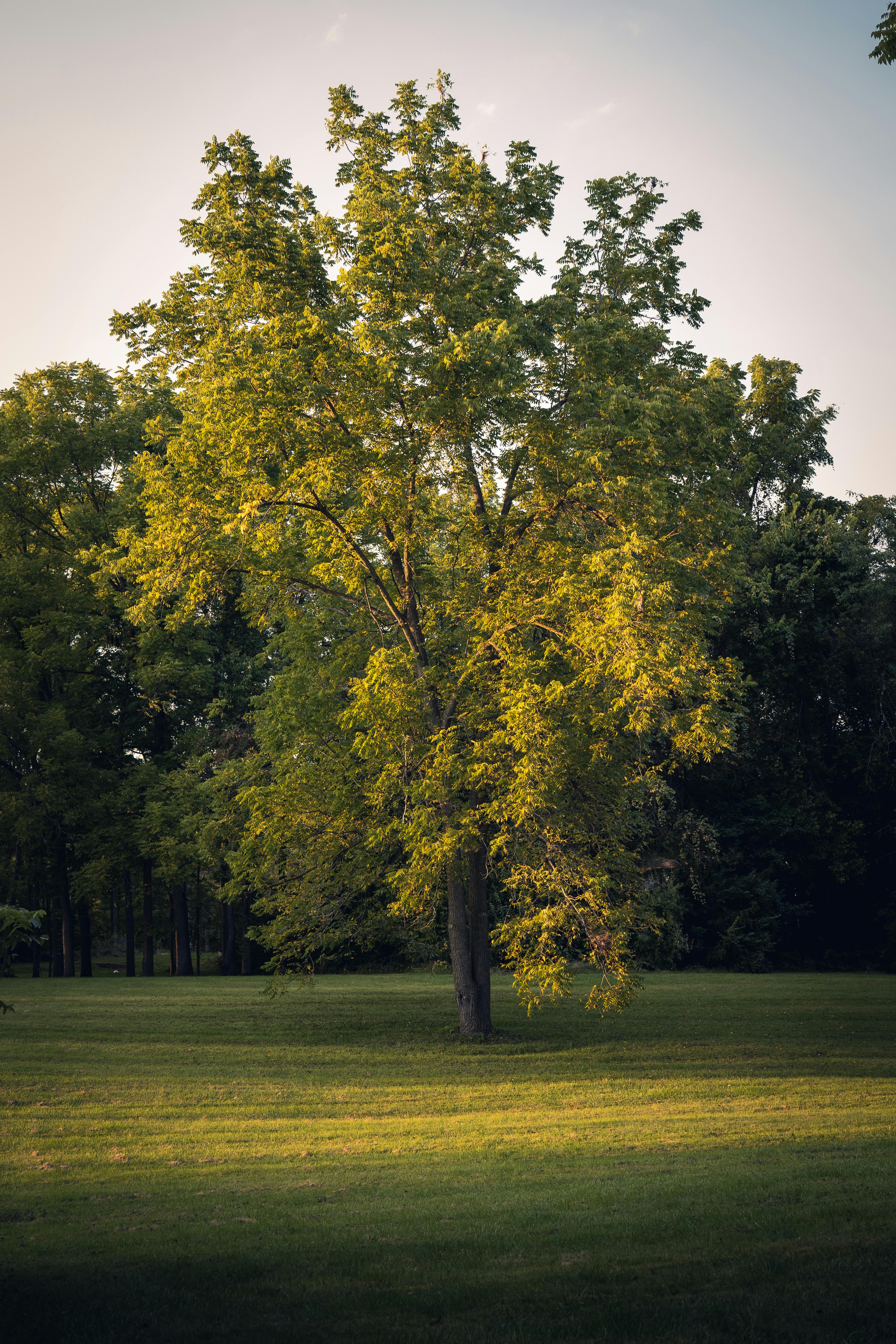 Green Tree on Grass Field · Free Stock Photo