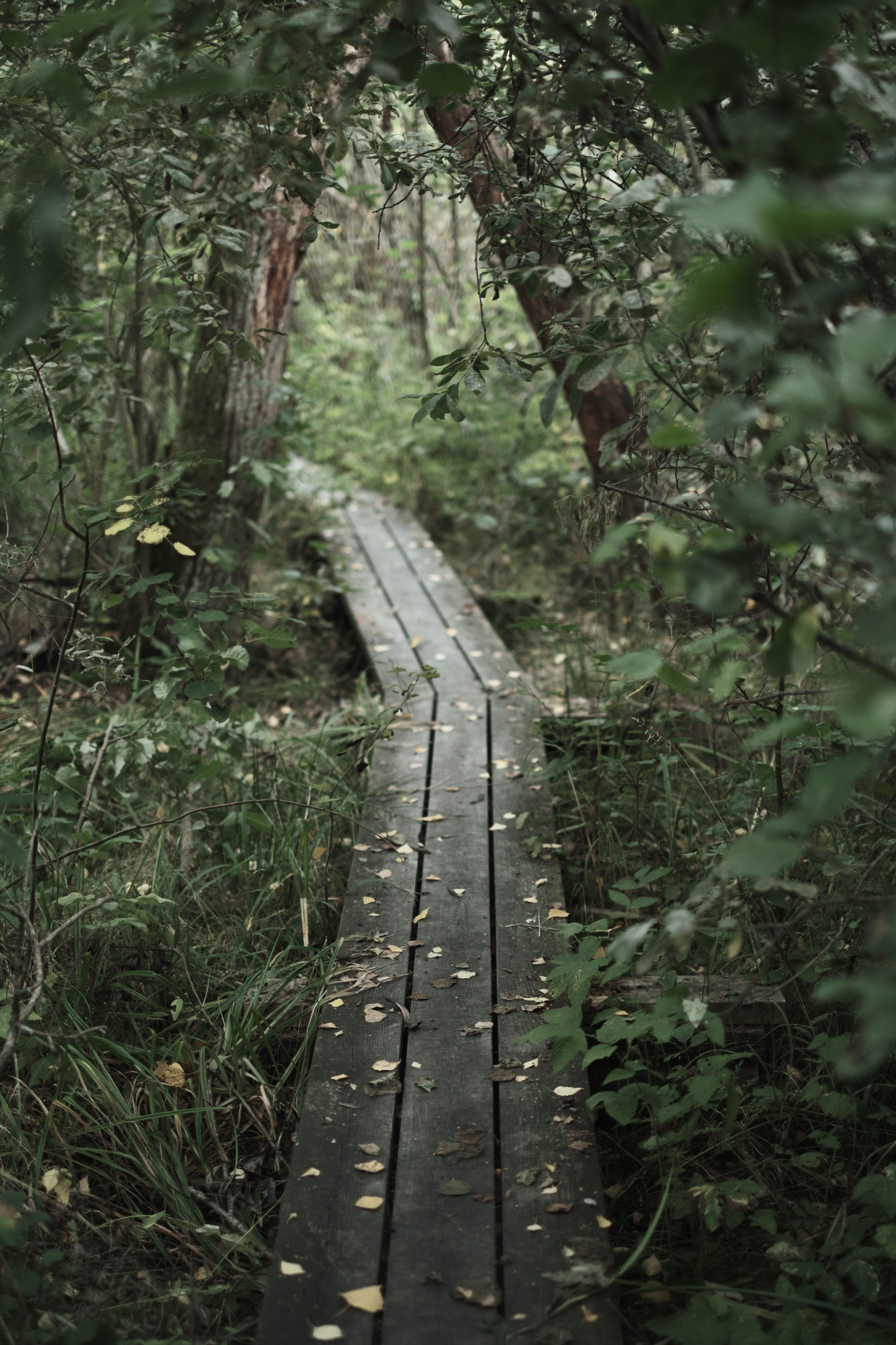 Wooden Boardwalk Among Trees in Park · Free Stock Photo
