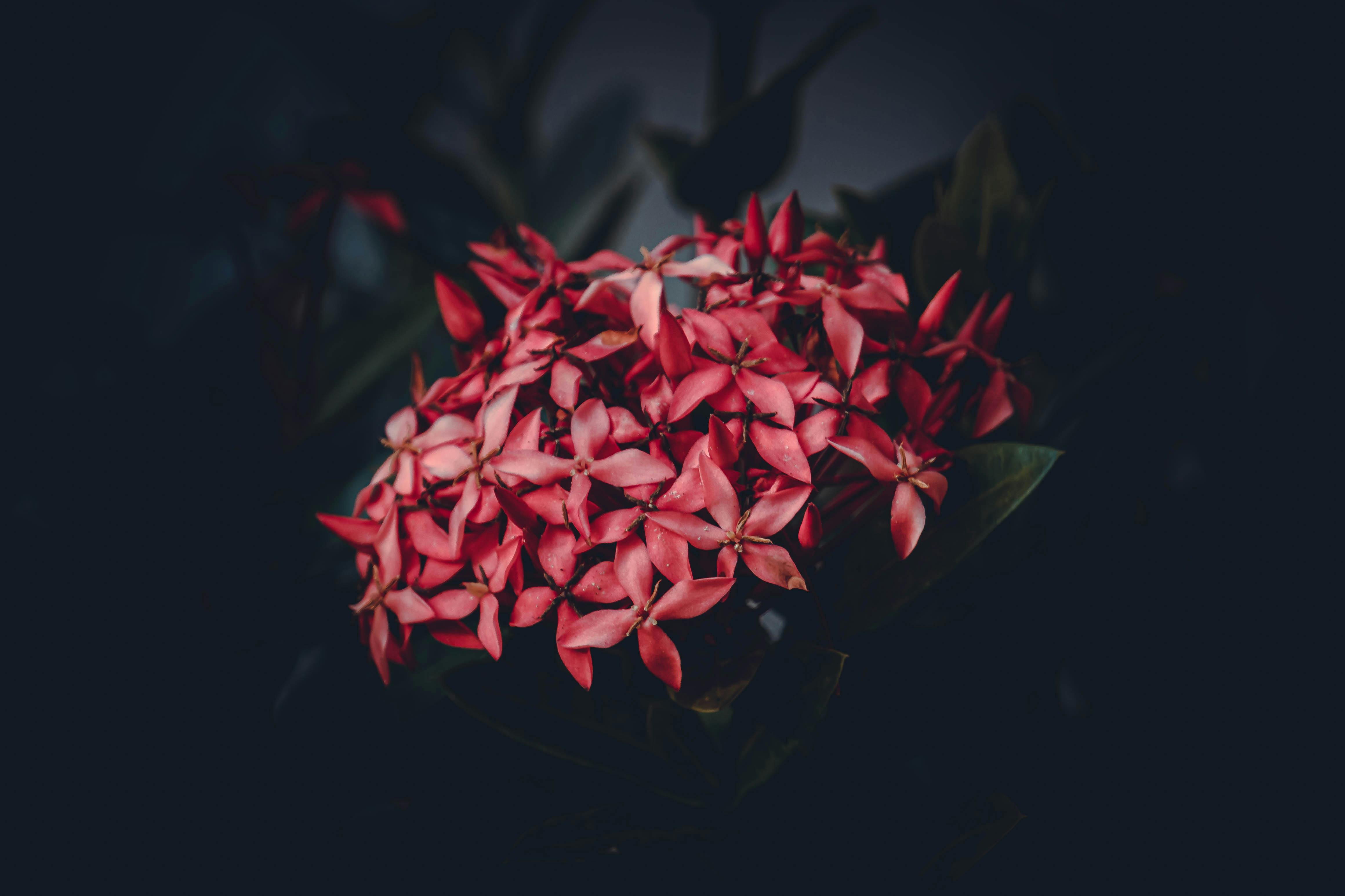 Santan Flower Photos, Download The BEST Free Santan Flower Stock Photos ...