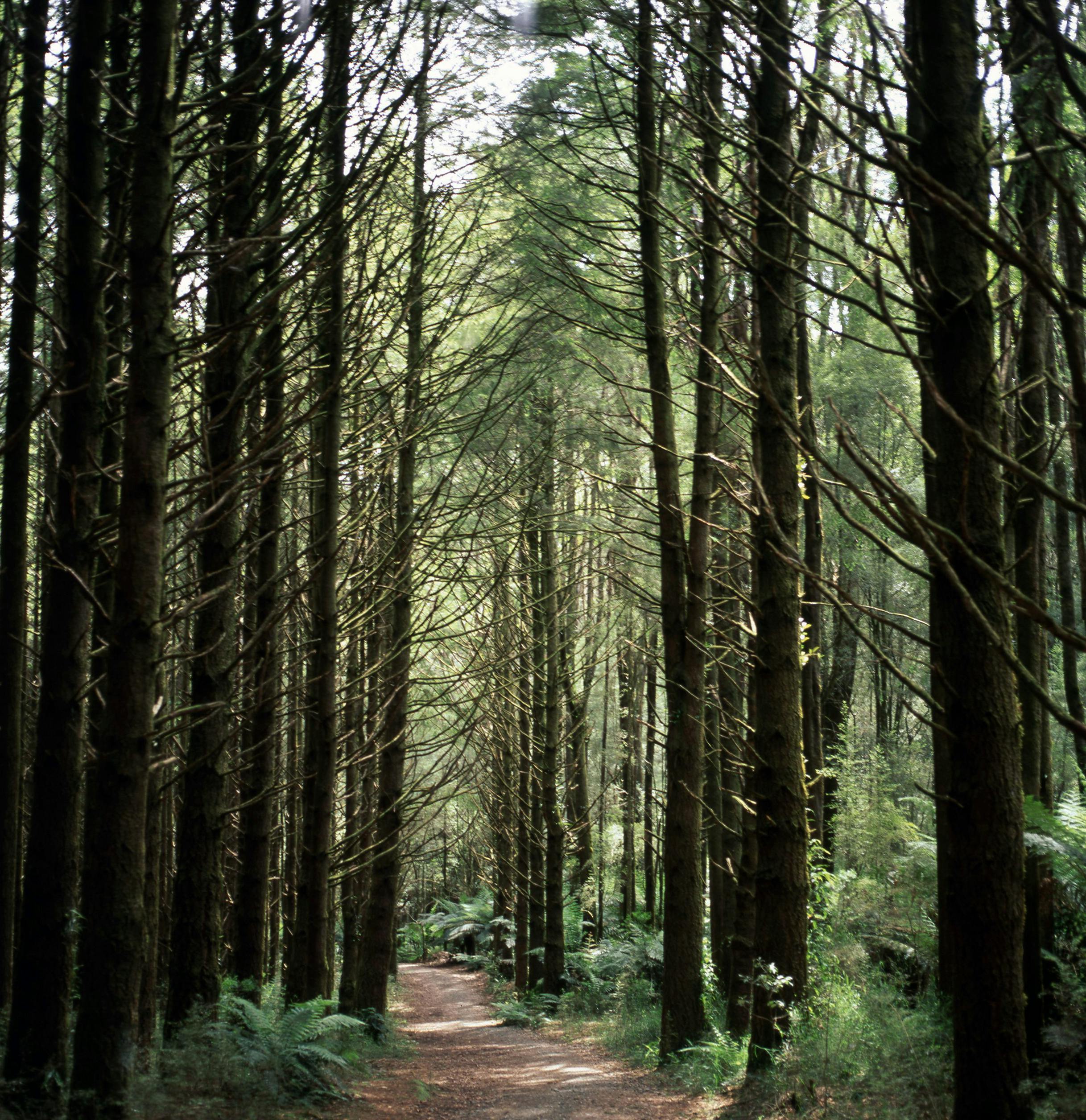 Unpaved Pathway Between Trees · Free Stock Photo