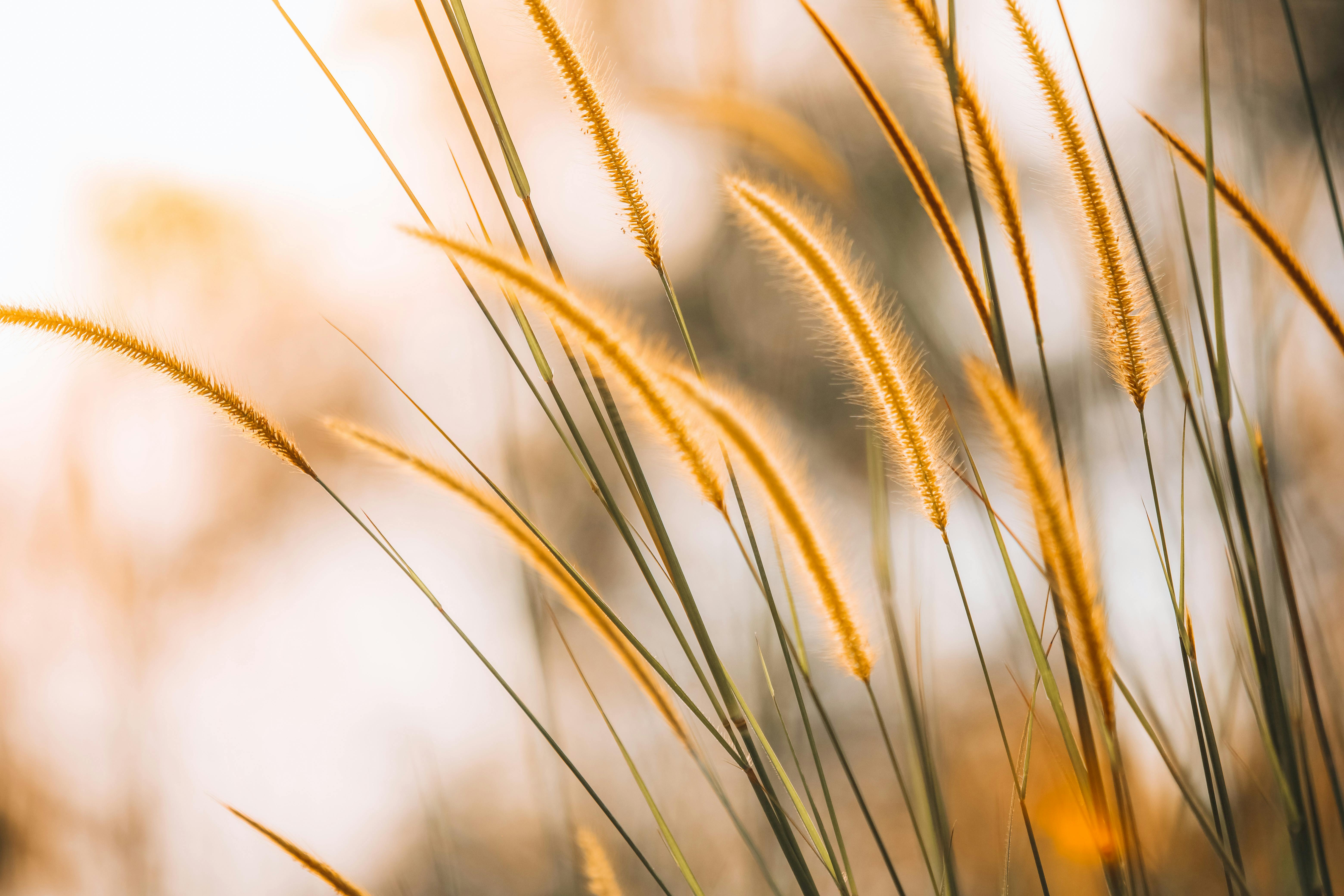 Close Up Photo of Dry Reed · Free Stock Photo