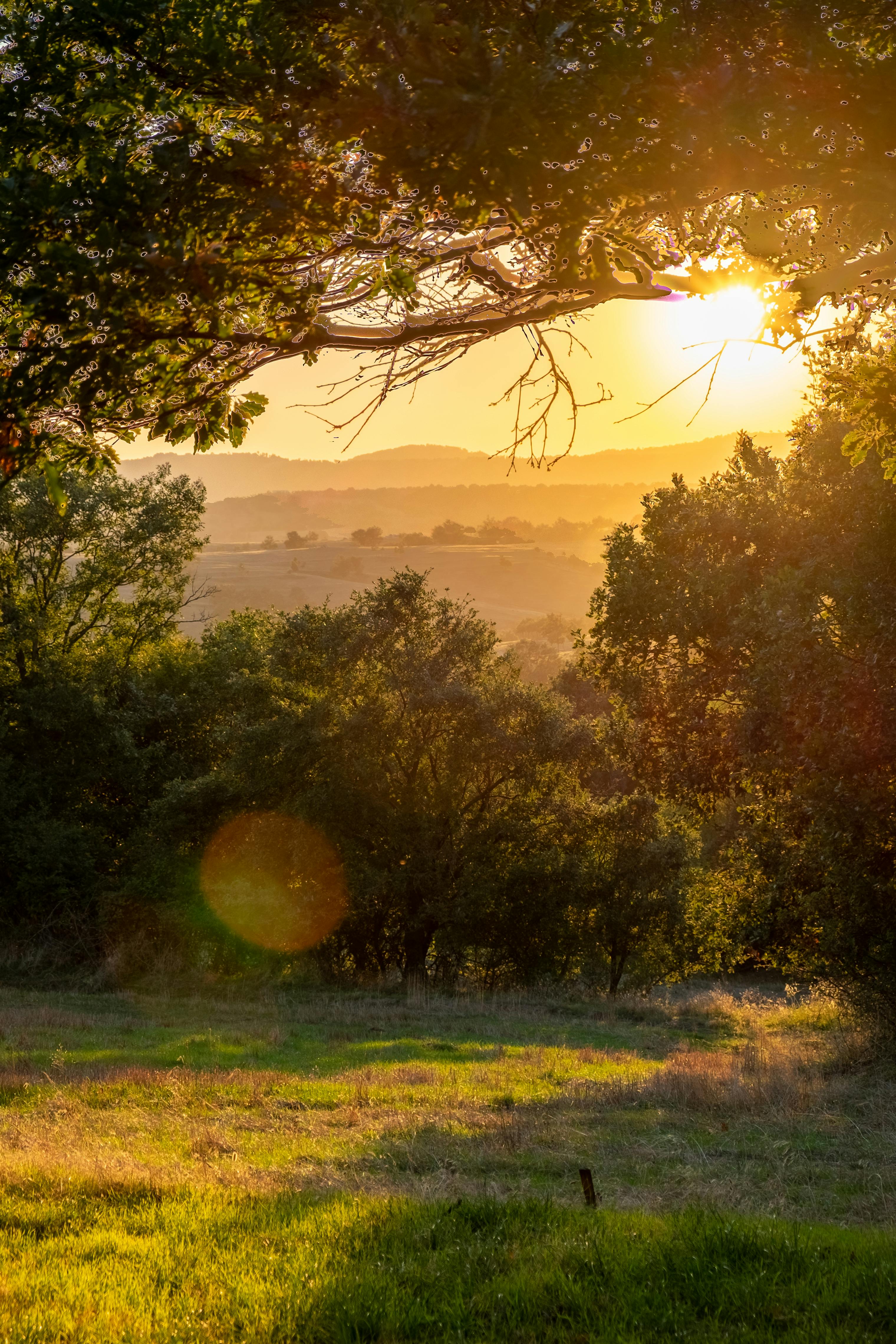 Brown Trees during Sunset · Free Stock Photo