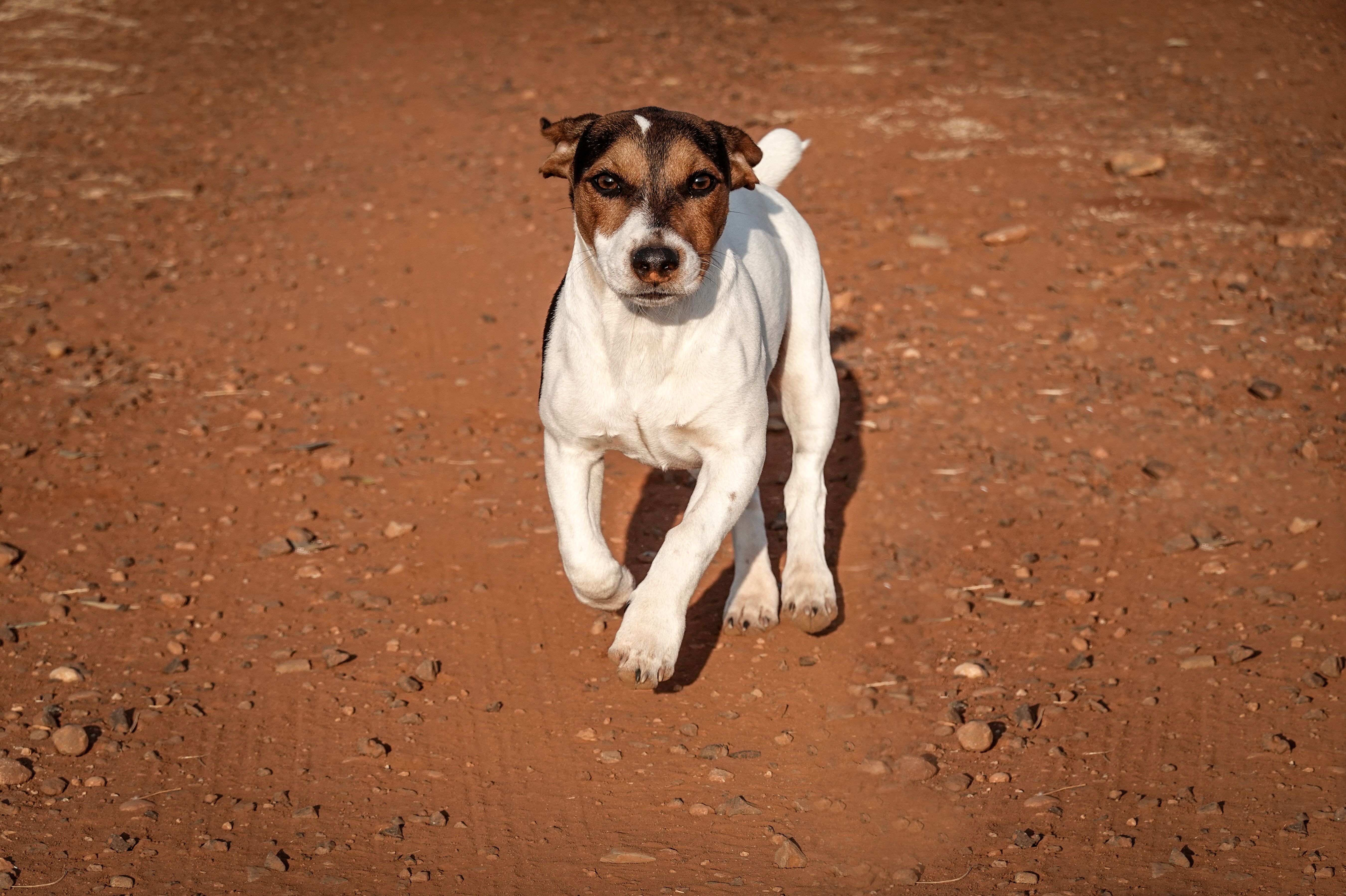 Cute Furry Dog with Harness · Free Stock Photo