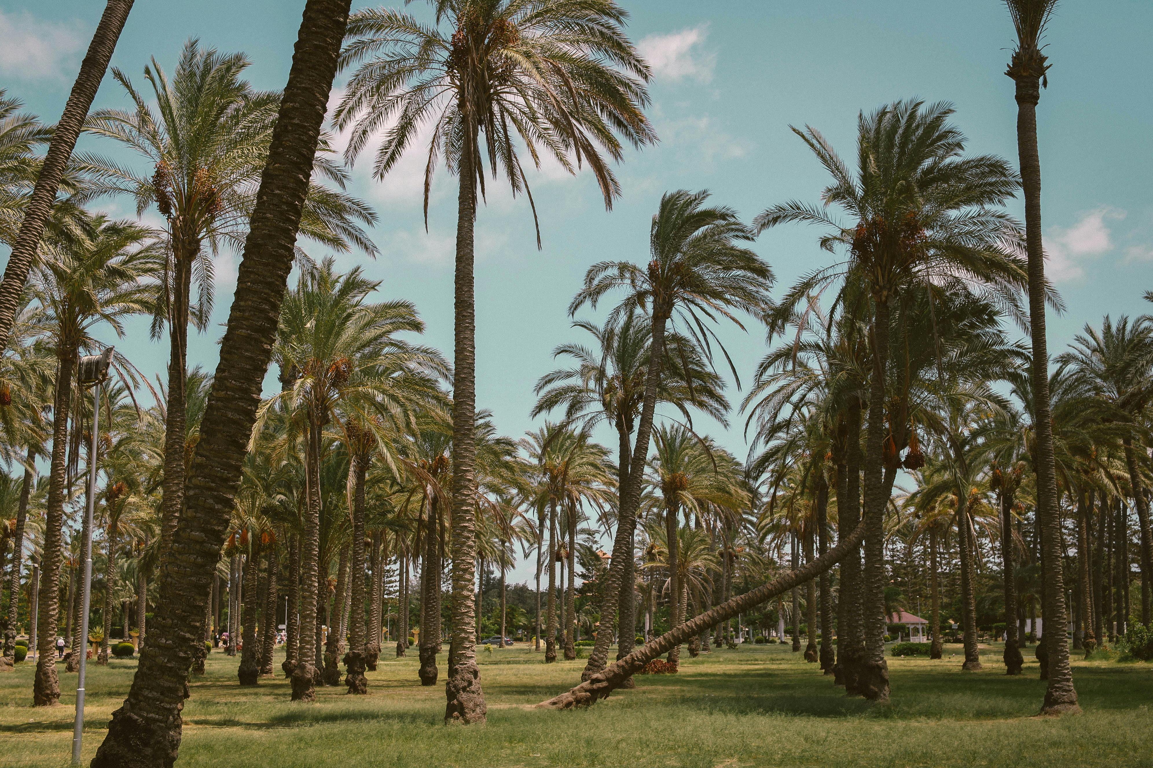 Coconut Trees · Free Stock Photo