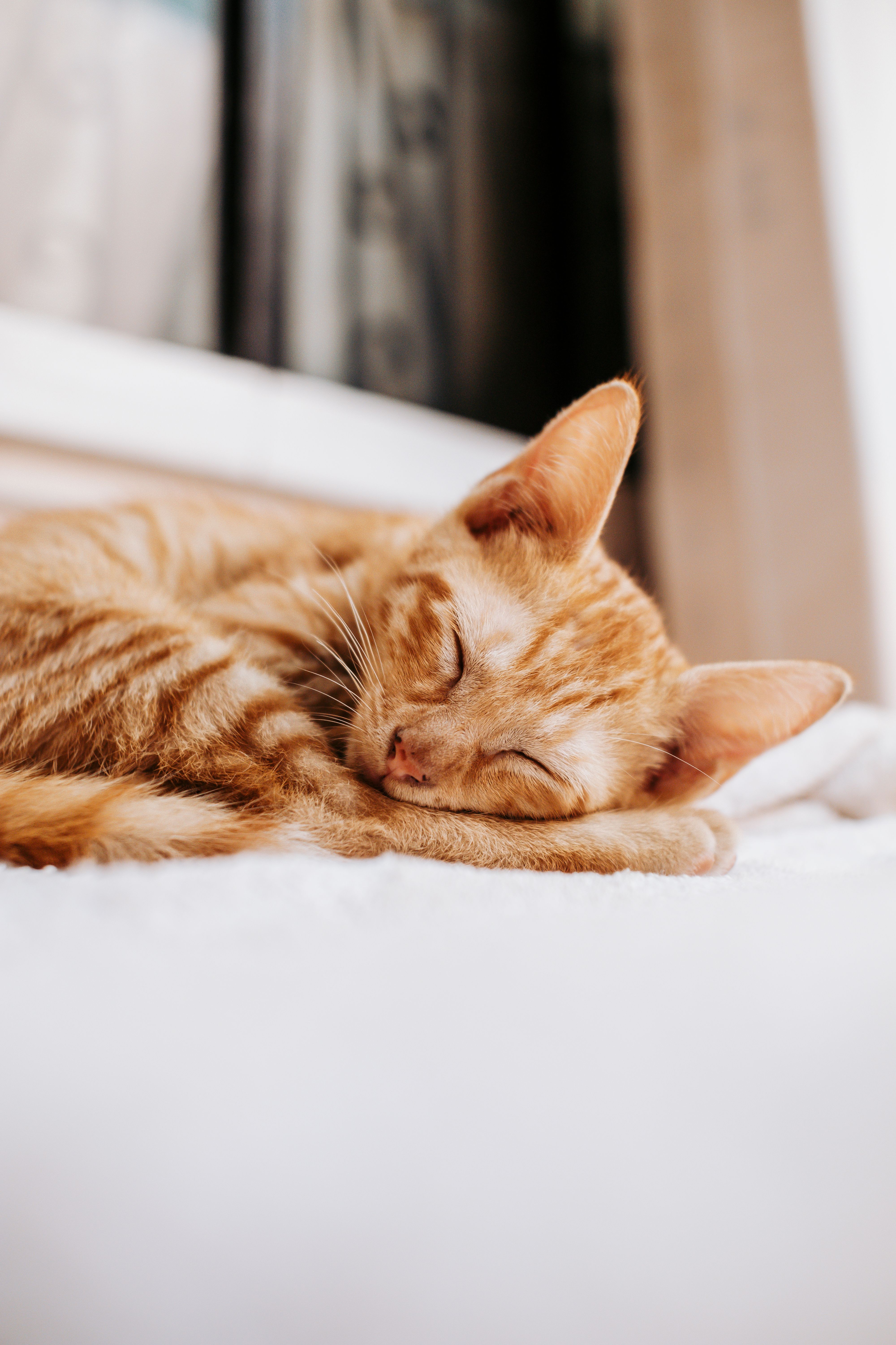 Close-Up Shot of a Sleeping Cat · Free Stock Photo
