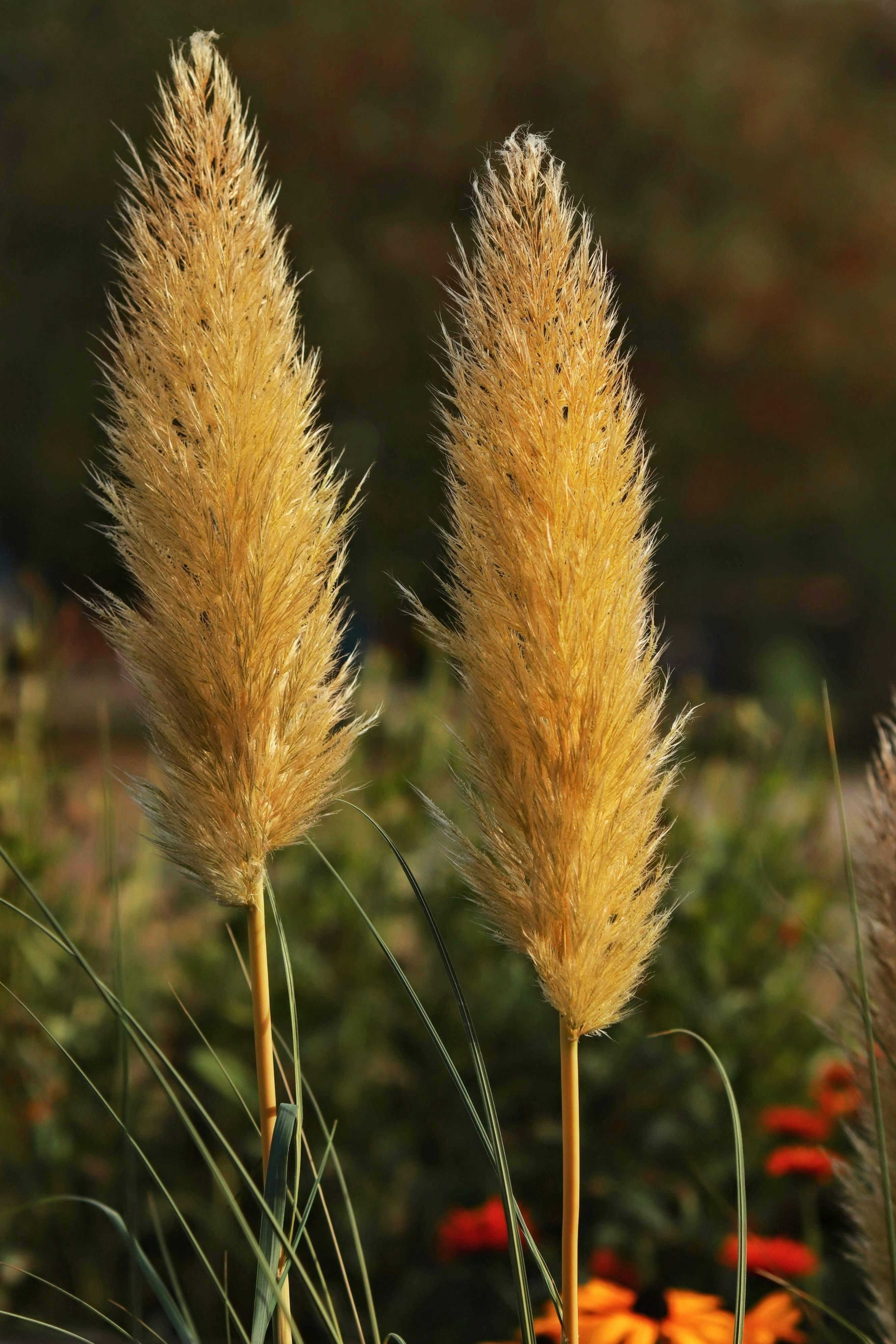 White Grass Flowers in Close-up Shot · Free Stock Photo