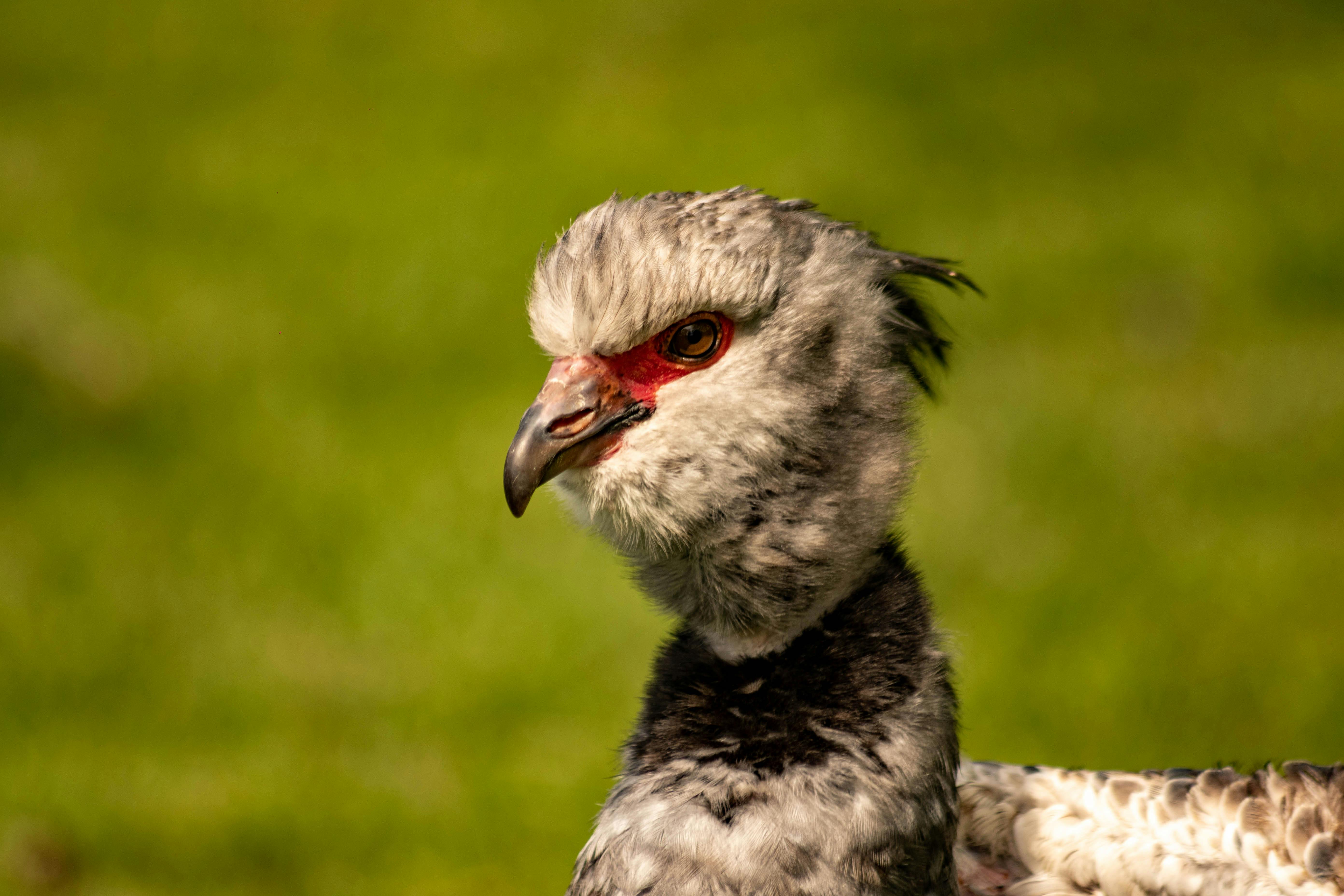 Screamer Photos, Download The BEST Free Screamer Stock Photos & HD Images