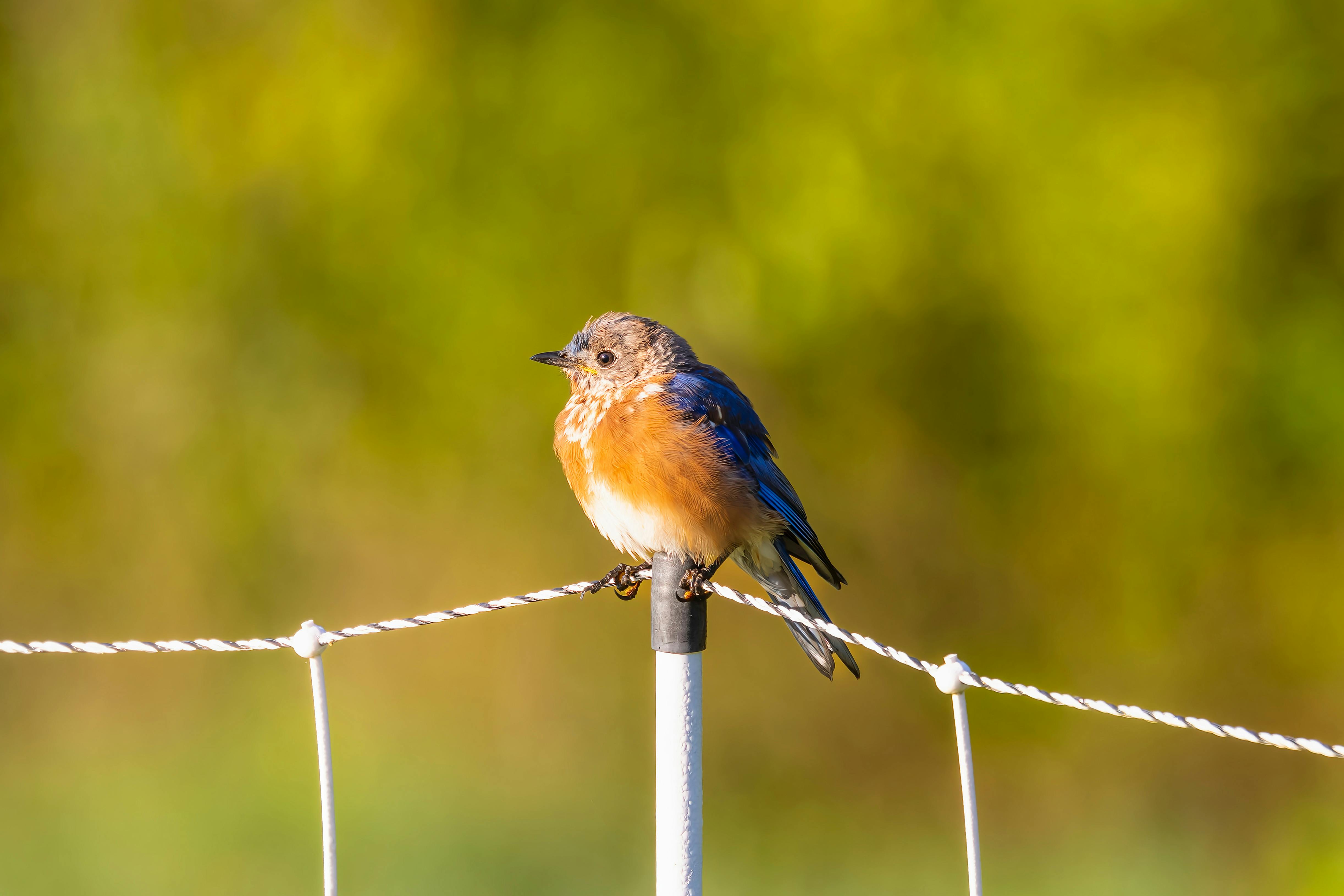Photo of Eastern Bluebirds Fighting · Free Stock Photo