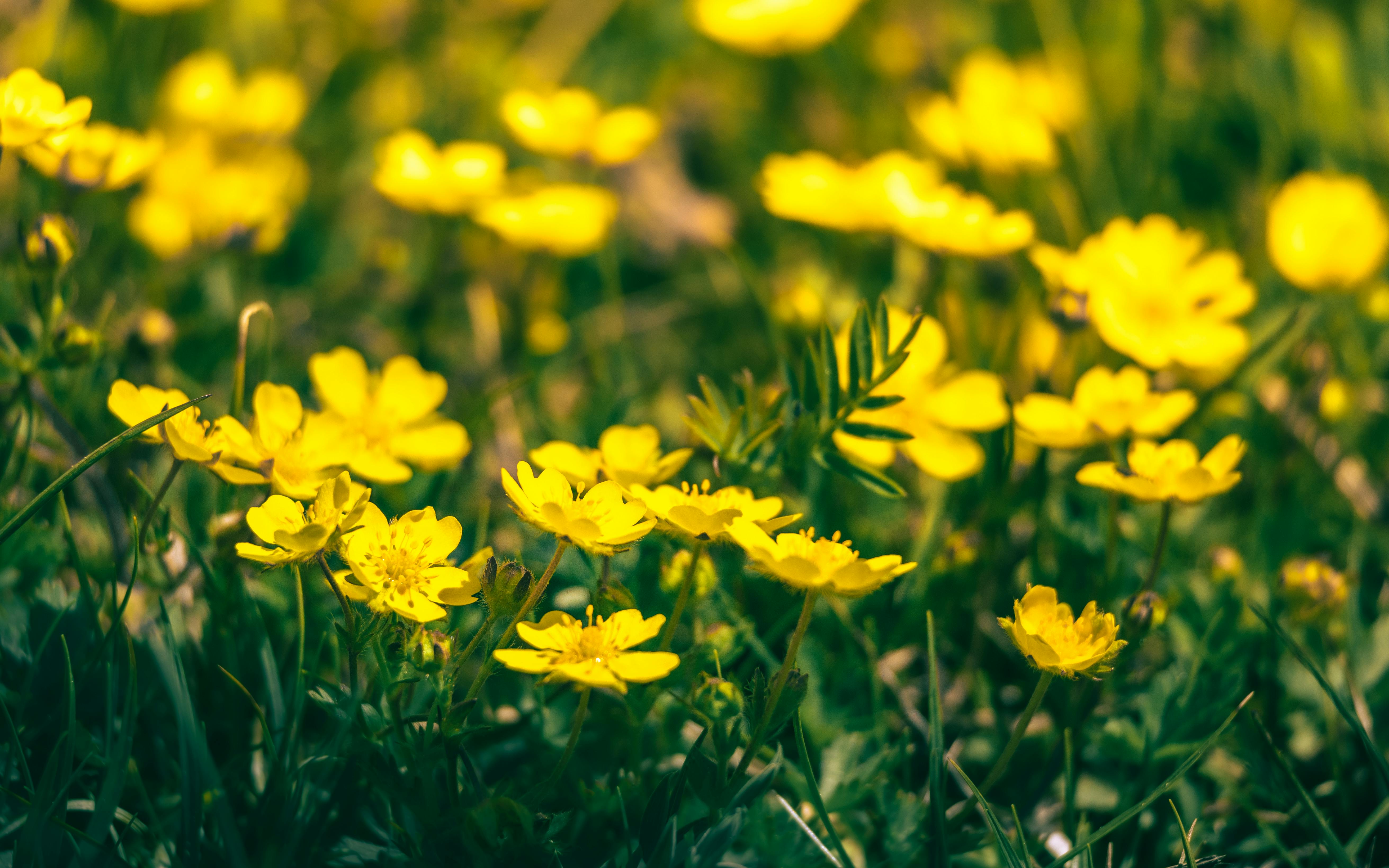 Yellow Flowers Green Grass Photos, Download The BEST Free Yellow ...