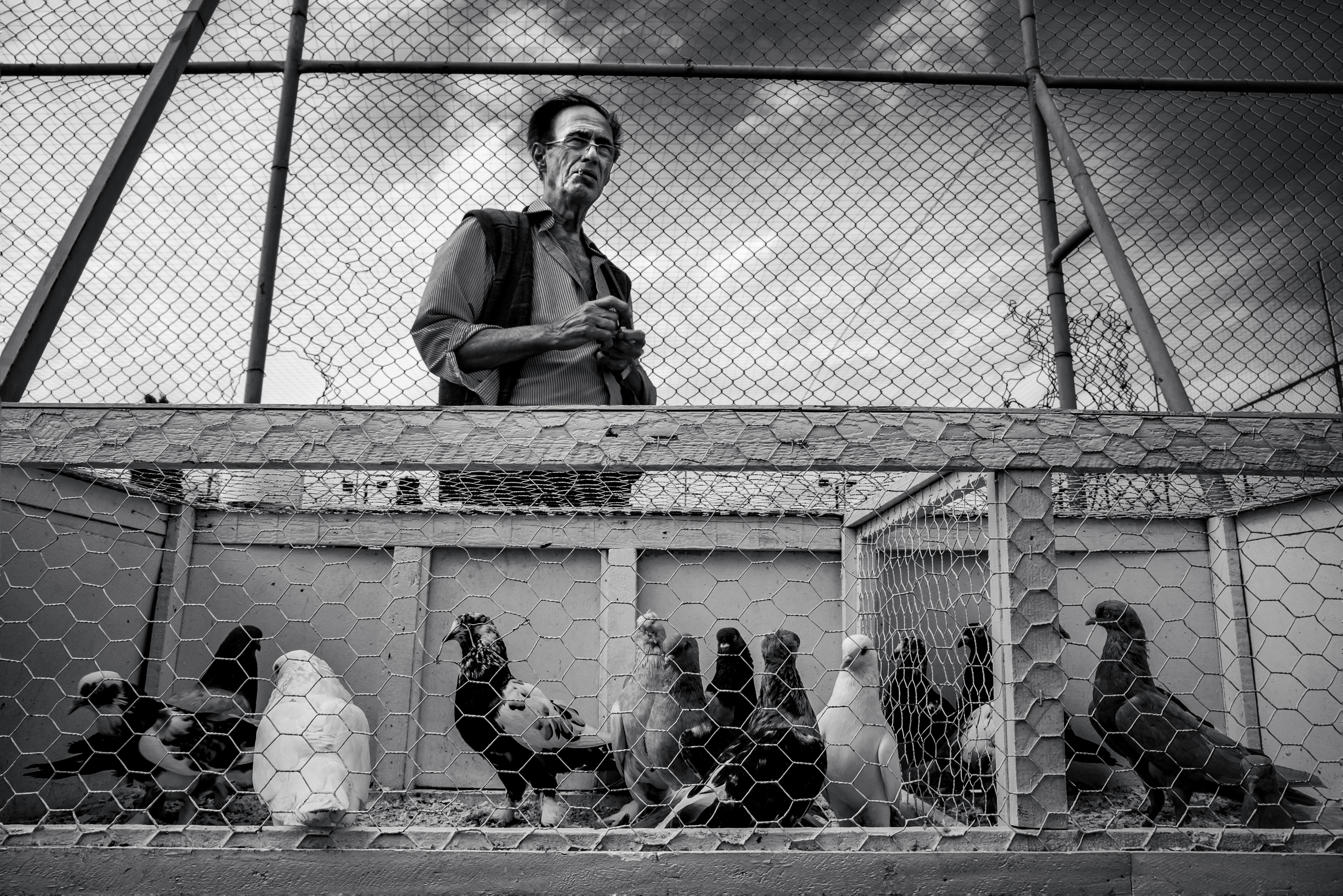Man Feeding Pigeons in Cages · Free Stock Photo