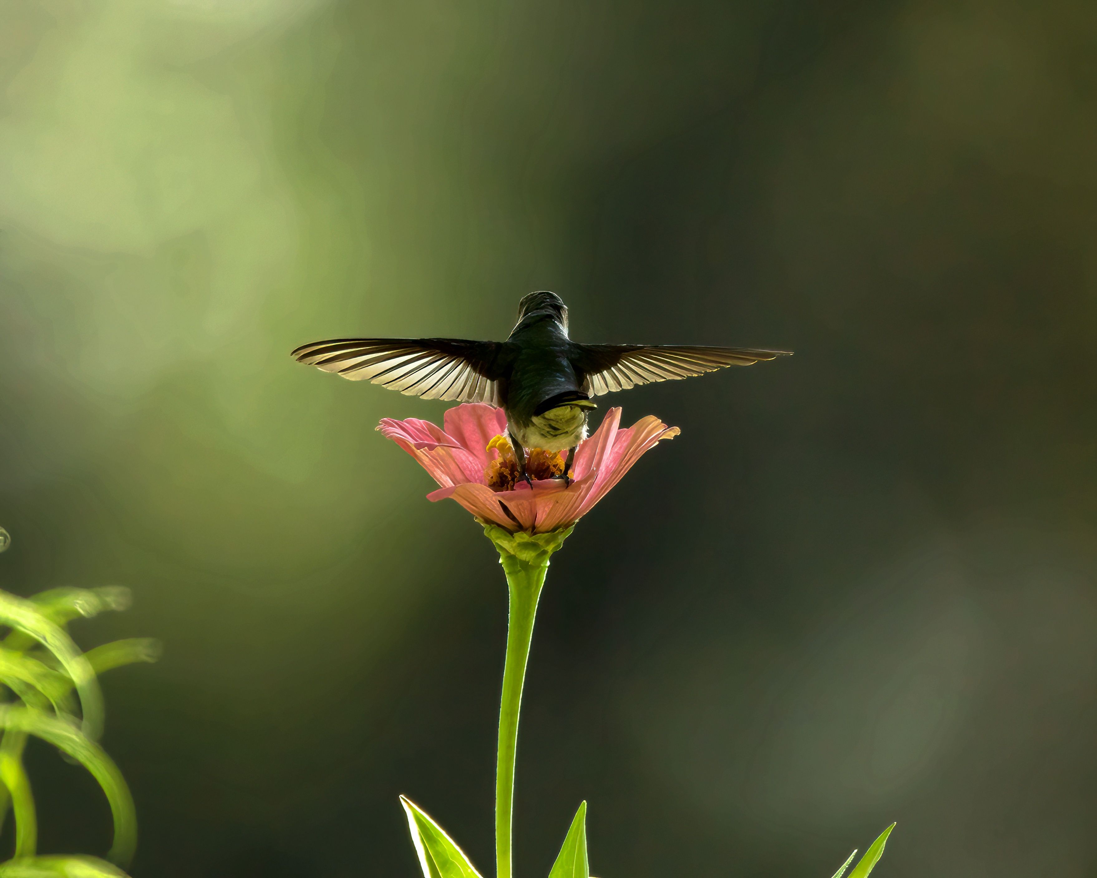 Birds Getting Flowers From a Plant · Free Stock Photo