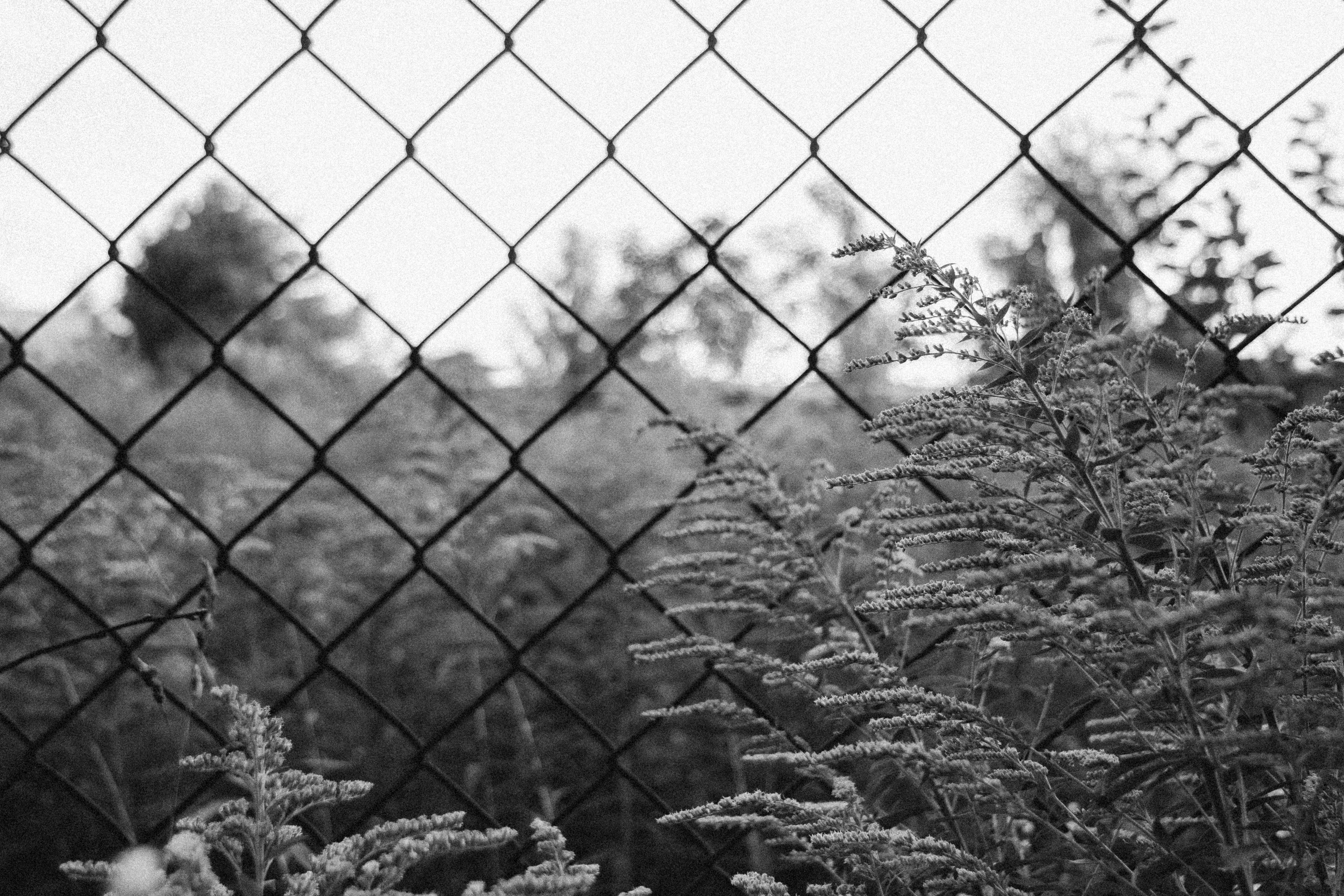 Grayscale Photo of Leaves Near a Chain Link Fence · Free Stock Photo