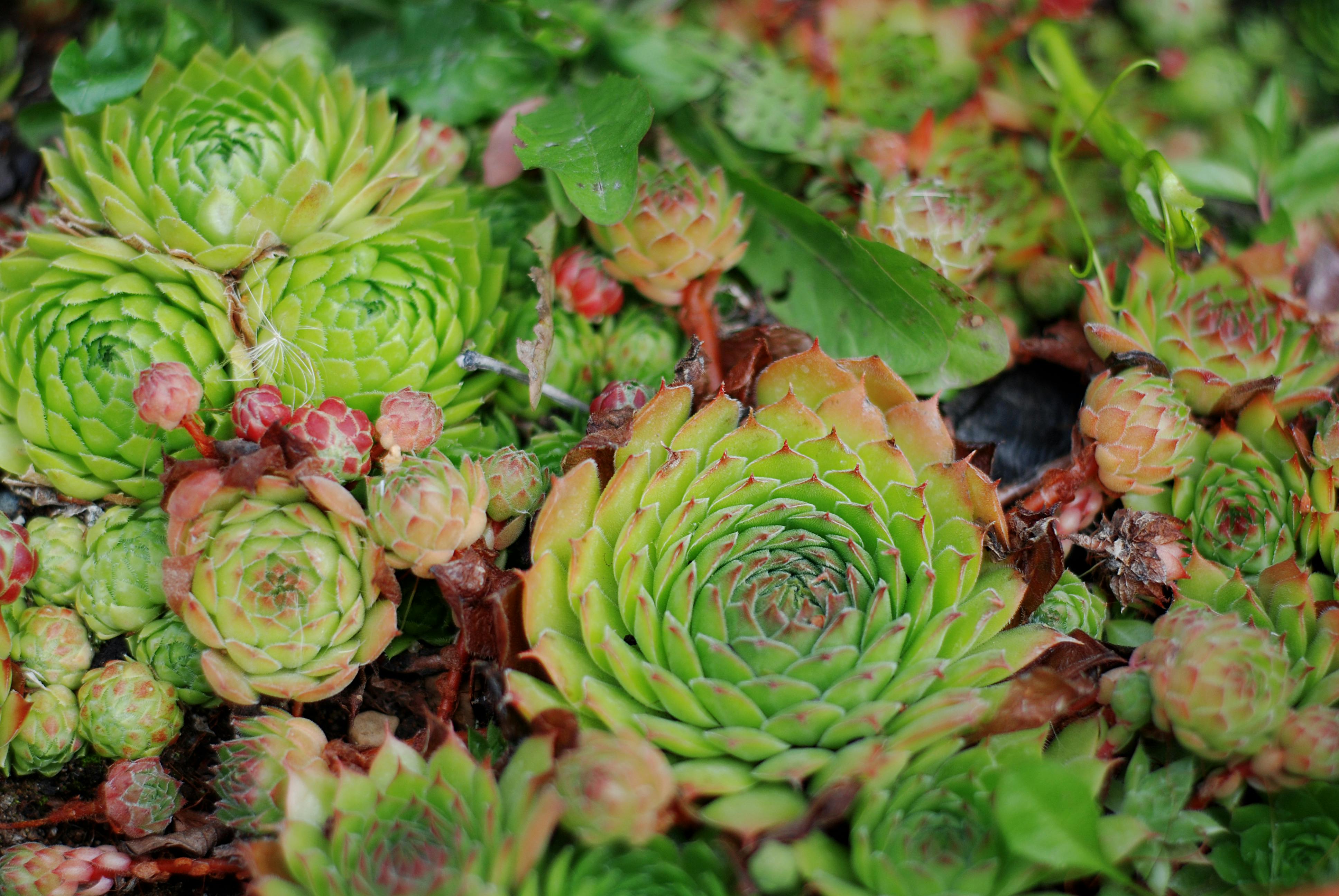 Foto stok gratis tentang @ luar, alam, botani, bunga, cantik alami ...