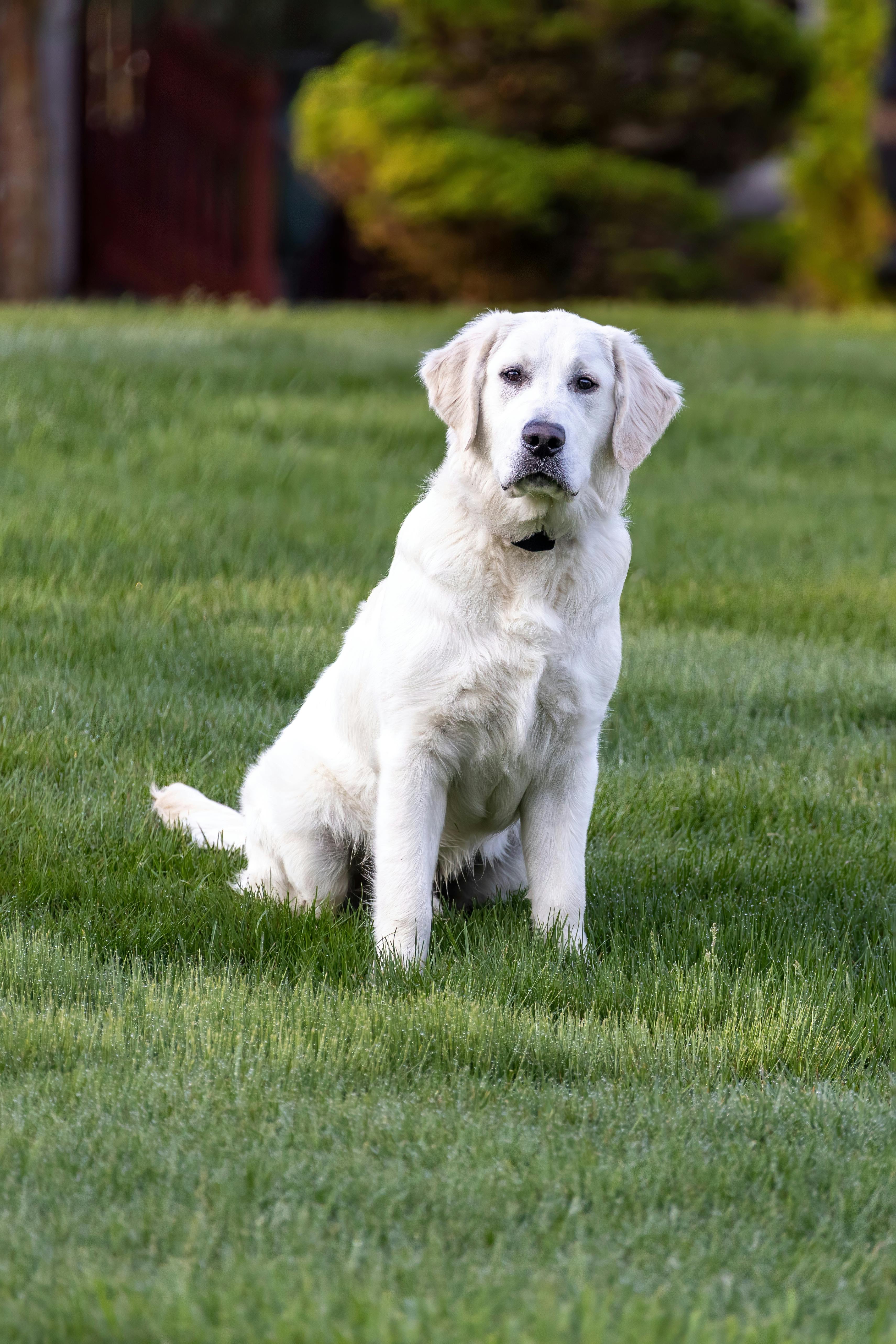 White Golden Retriever Dog on Green Grass · Free Stock Photo