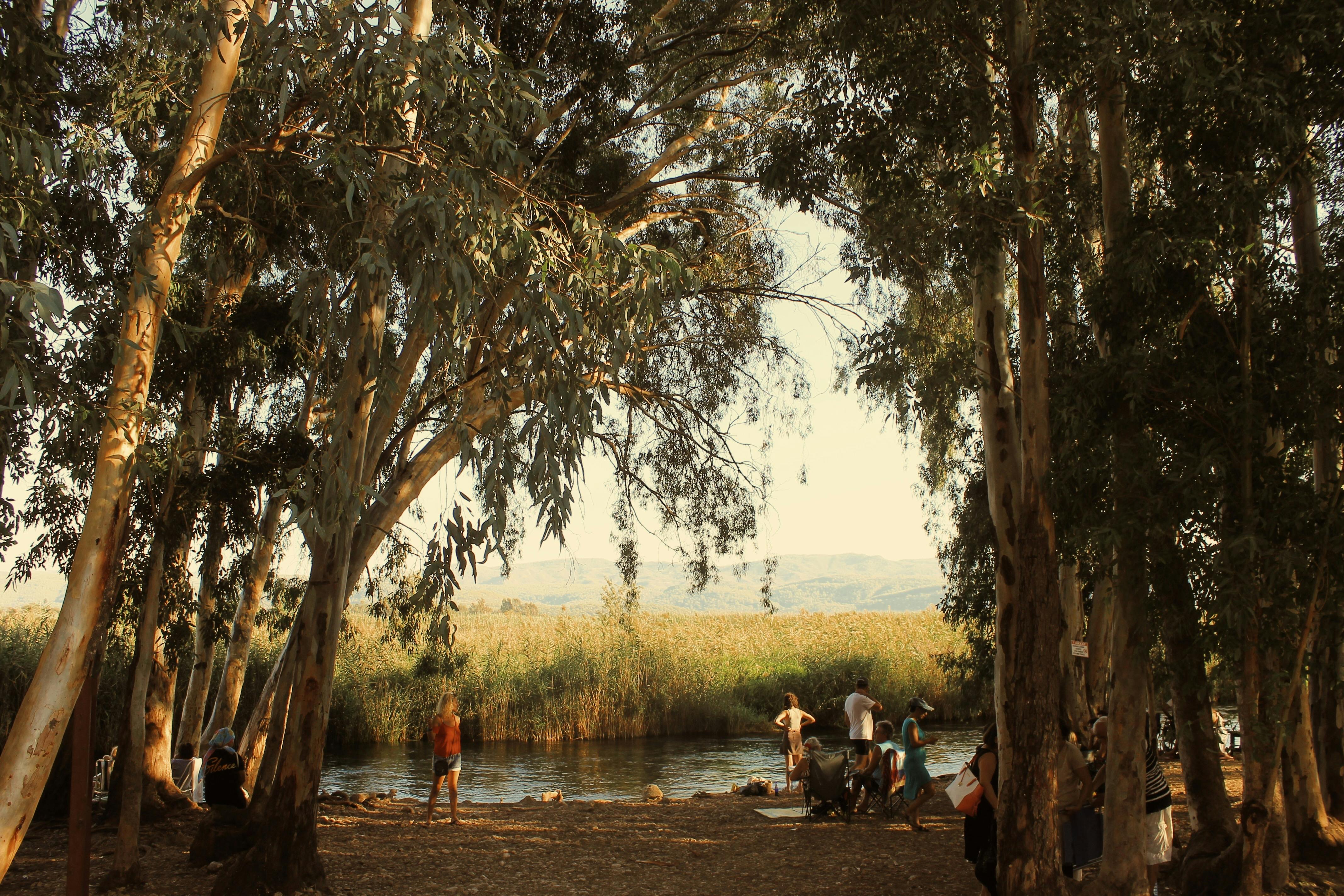 Green Trees and People by the River · Free Stock Photo