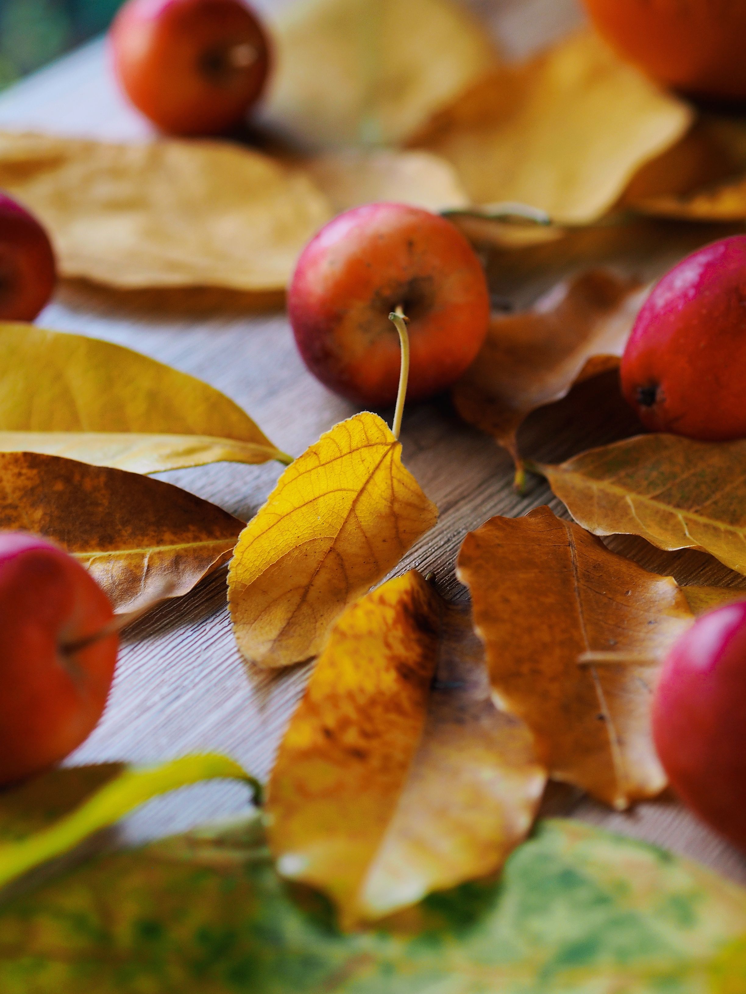 Pine Apples Photos, Download Free Pine Apples Stock Photos & HD Images