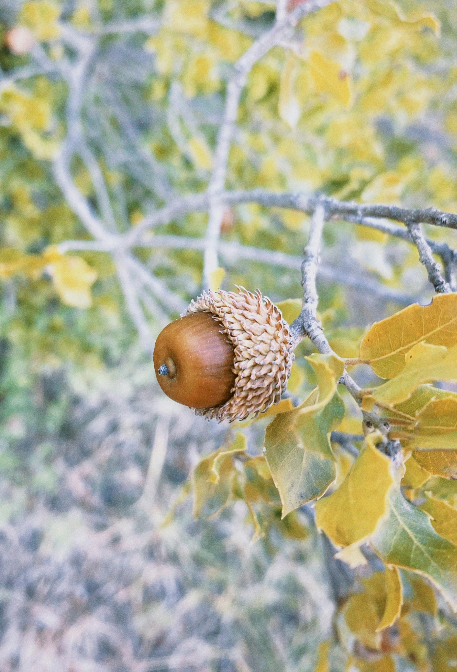 Close Up Shot of an Acorn · Free Stock Photo
