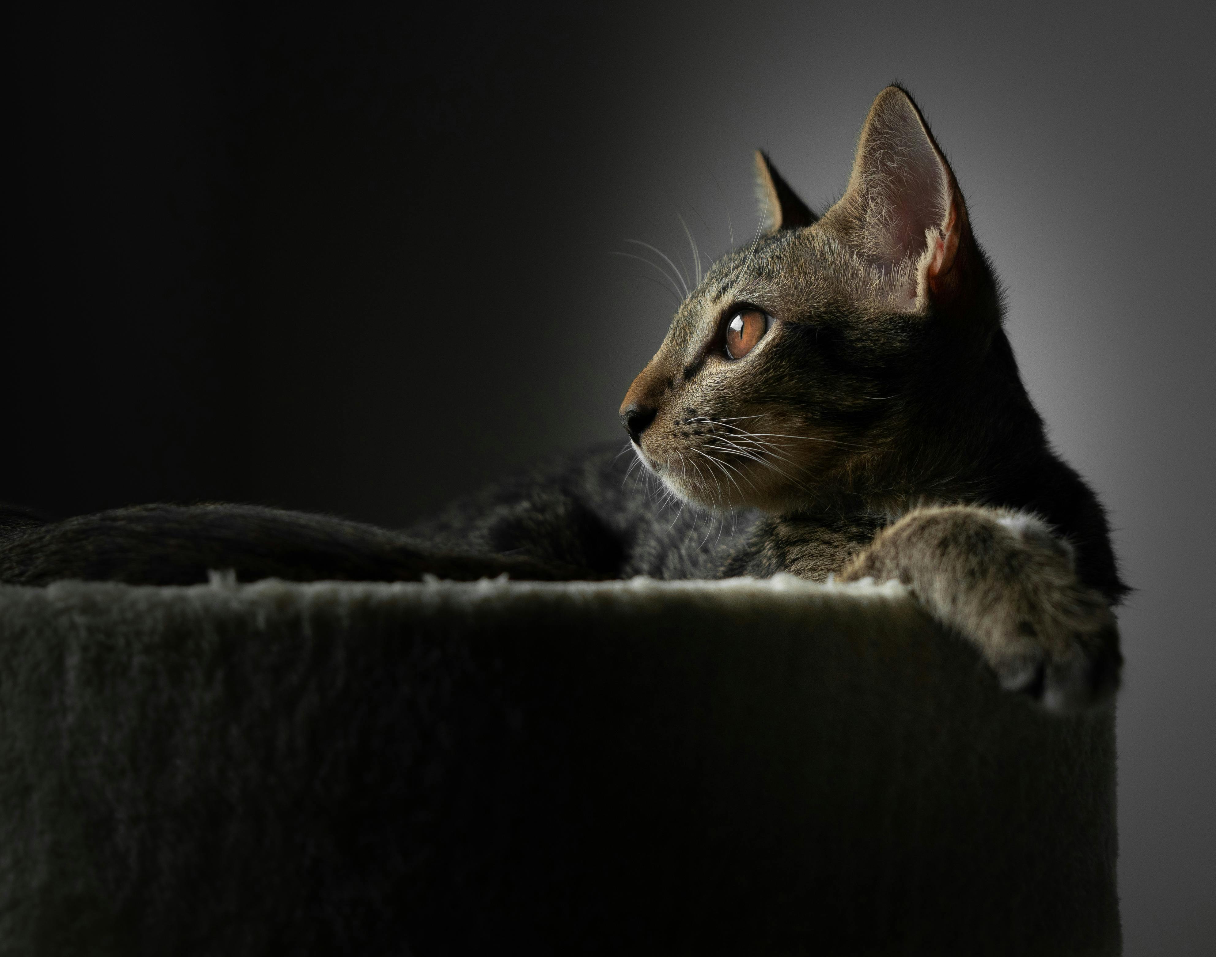 Cat in Close Up Photography · Free Stock Photo