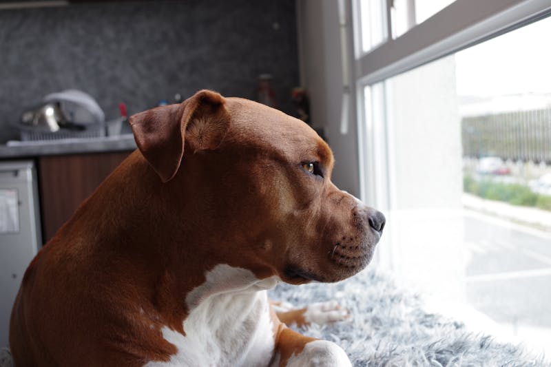 Unveiling the True APBT: Breed History and Characteristics