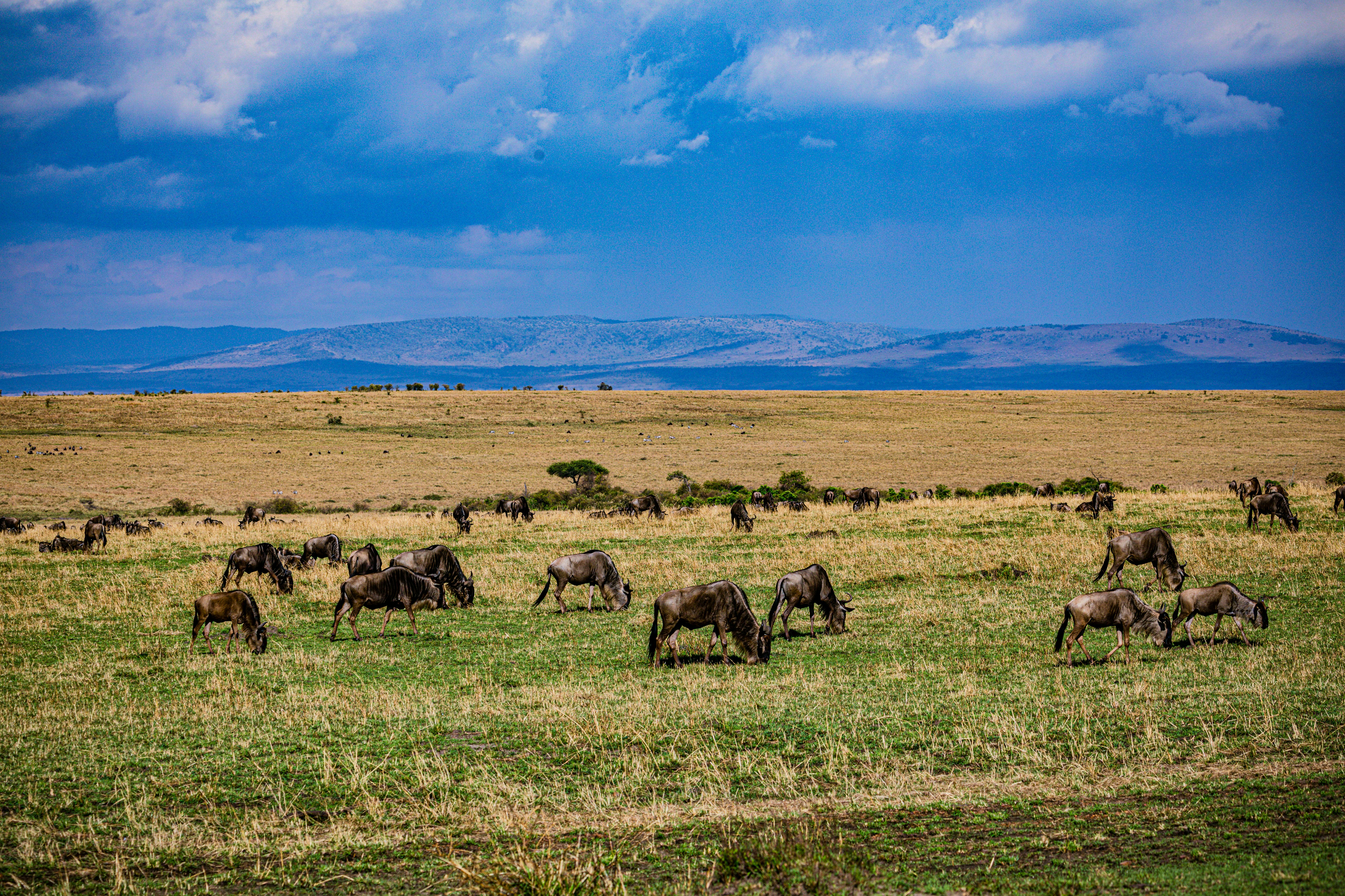 Animals in the Grass Field · Free Stock Photo