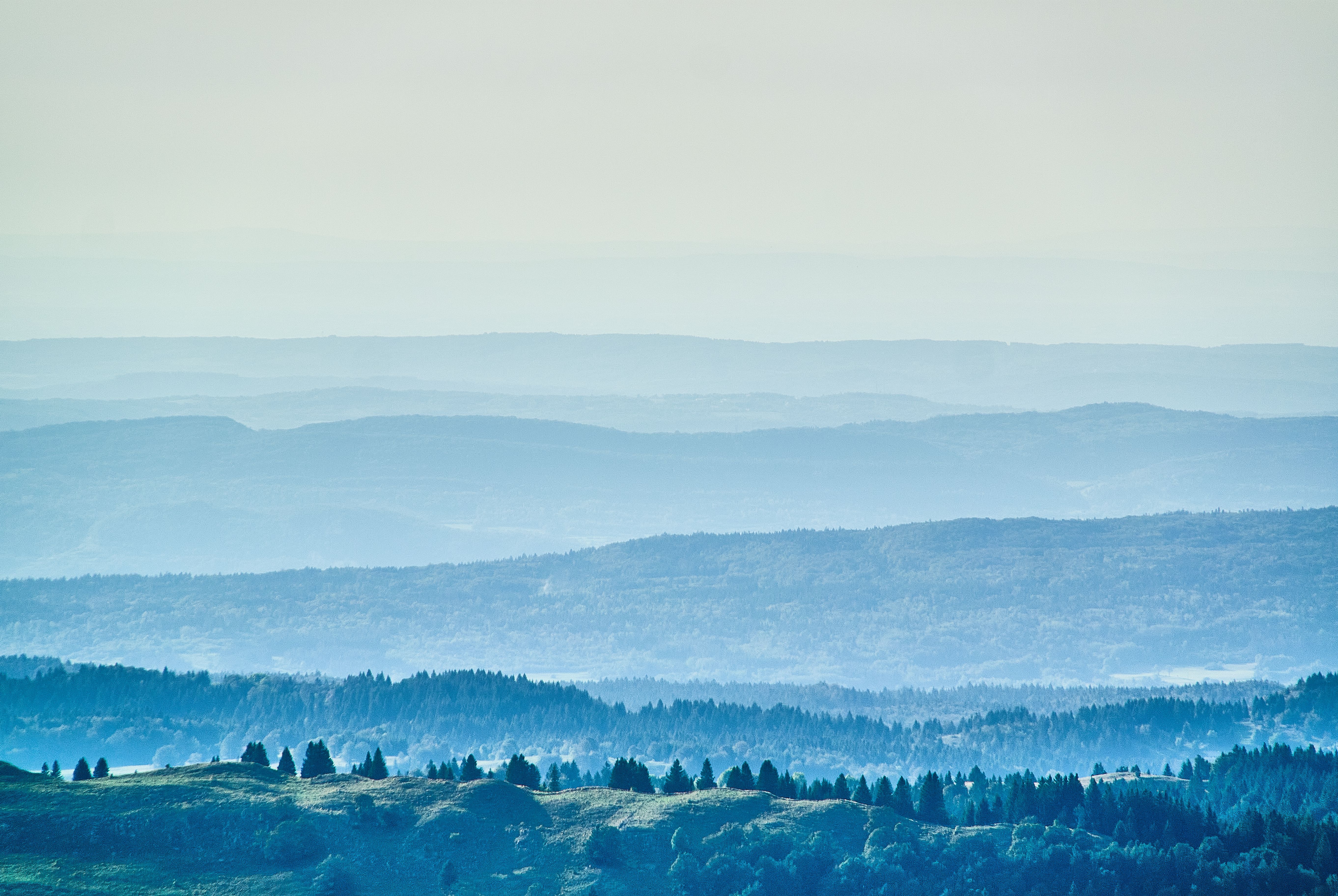 Wide Land Covered with Green Grass and Trees · Free Stock Photo