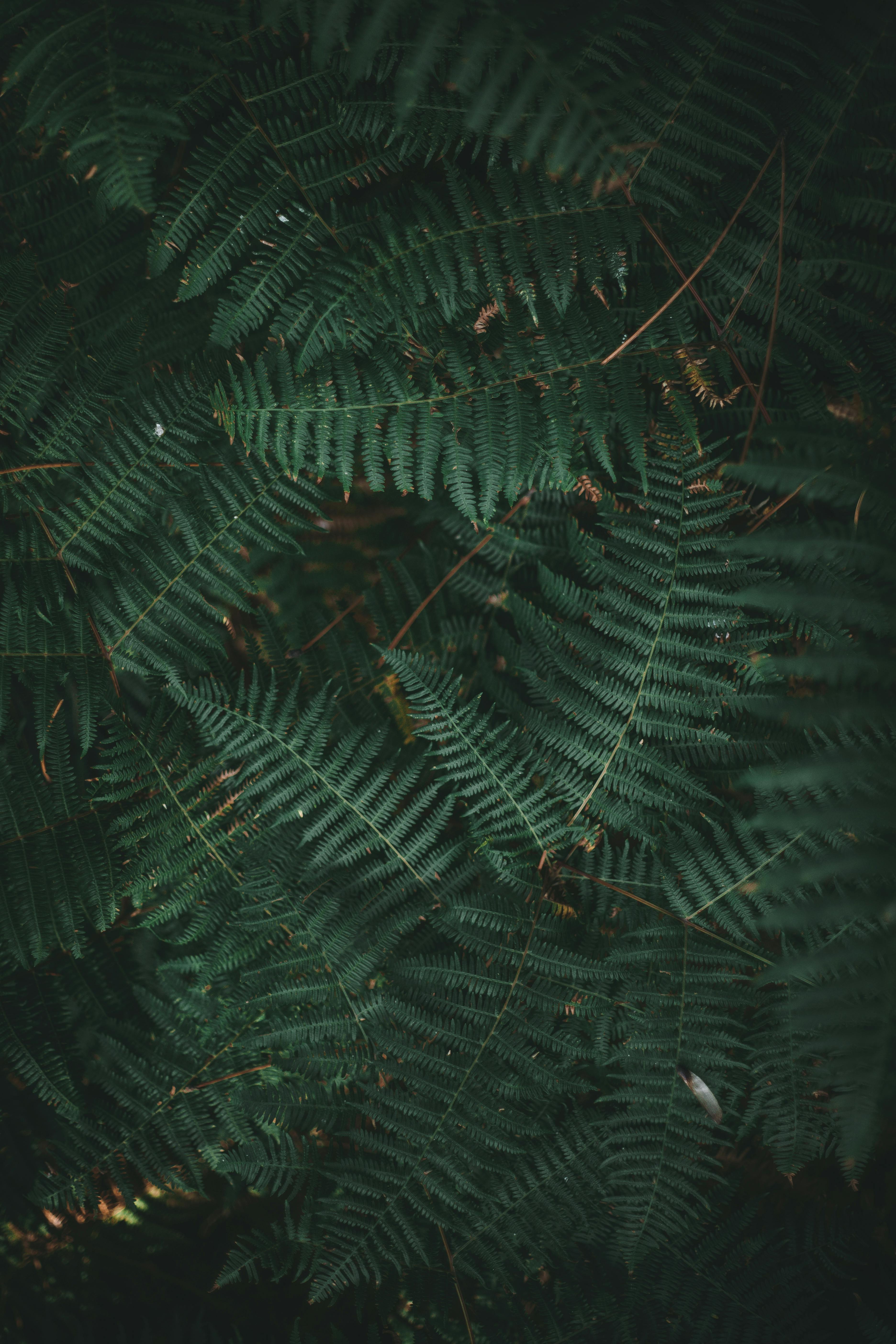 Slap Lush Photos, Download Free Slap Lush Stock Photos & HD Images