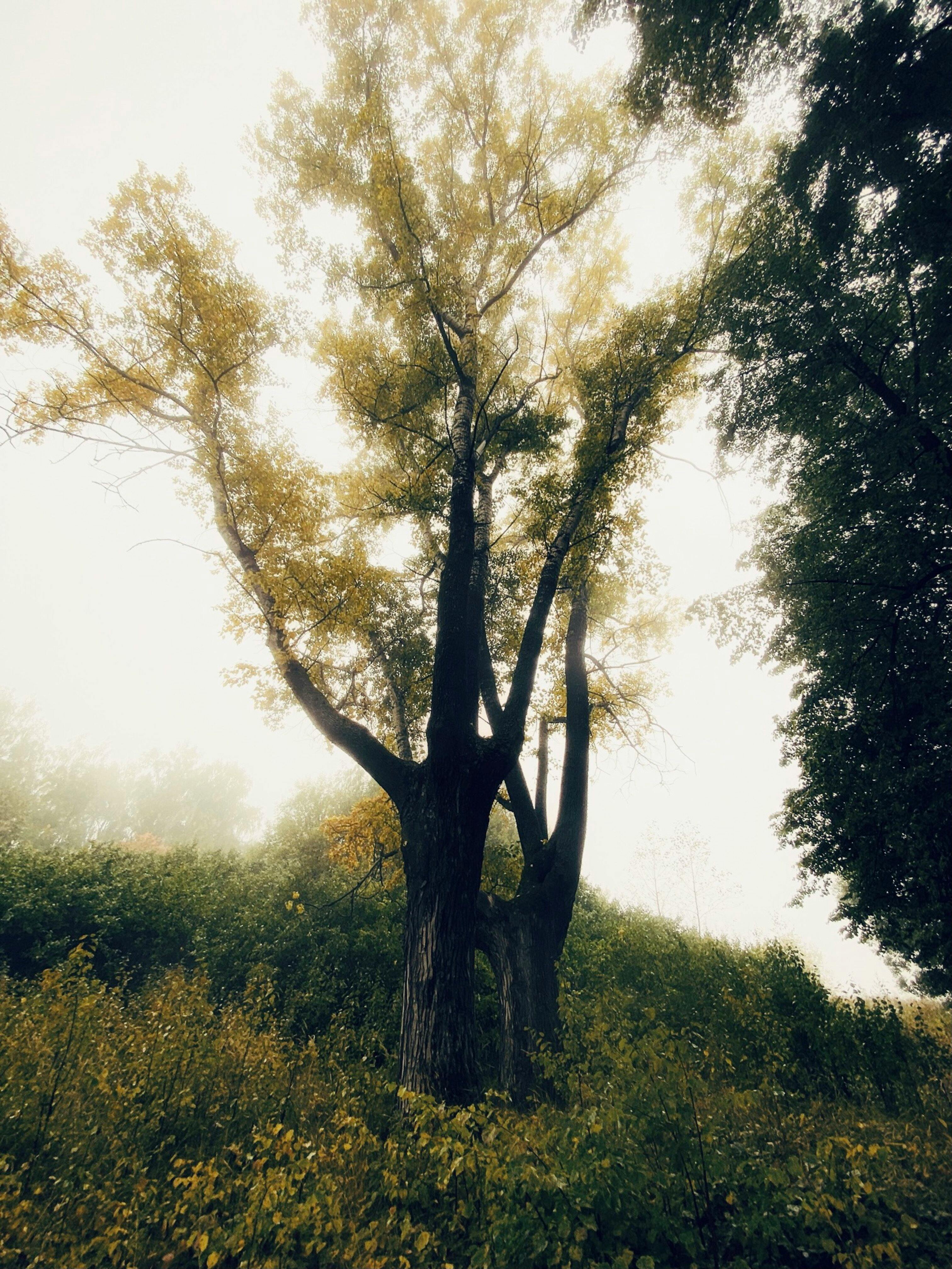 Trees in Forest · Free Stock Photo