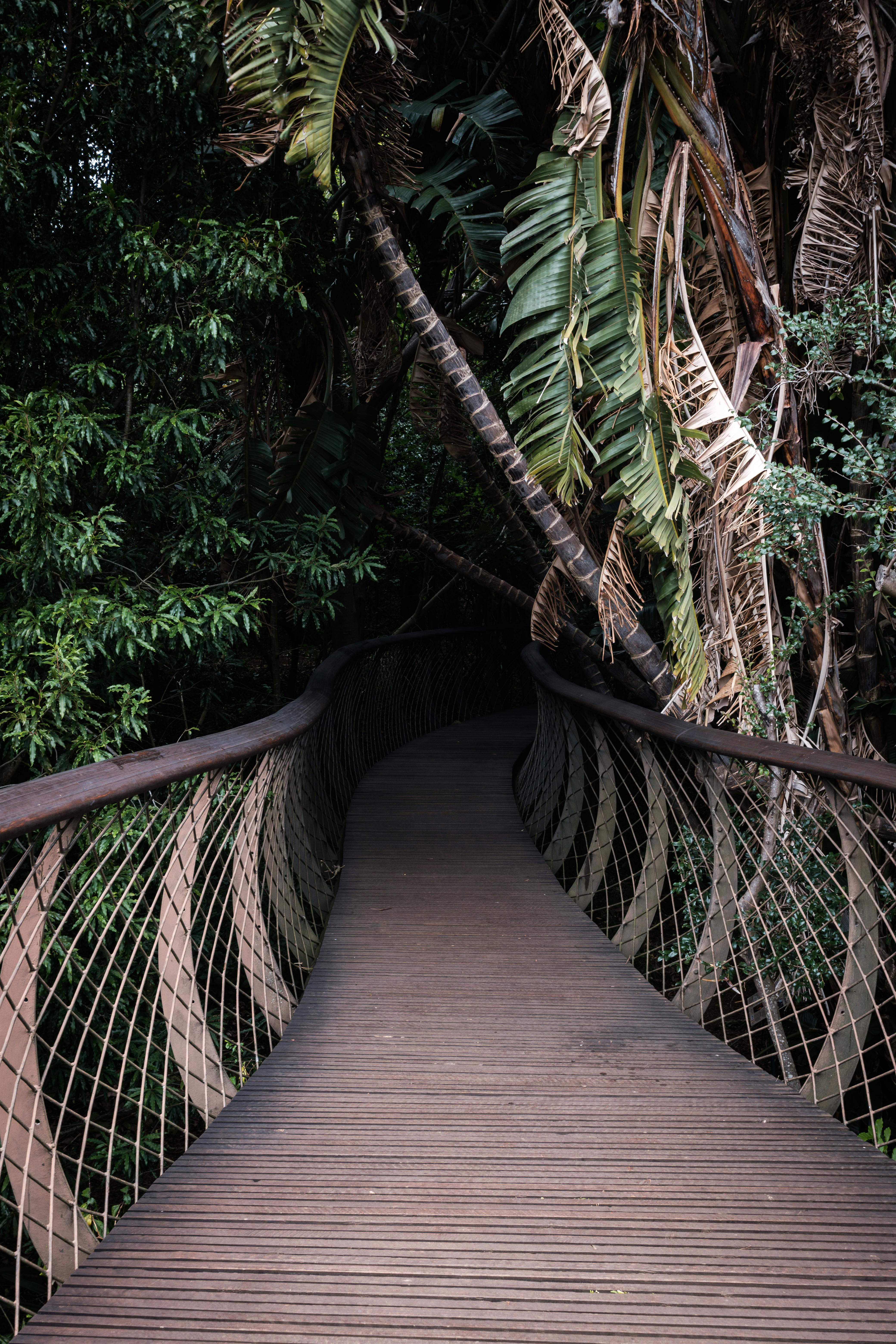 walkway at Kirstenbosch botanical gardens · Free Stock Photo