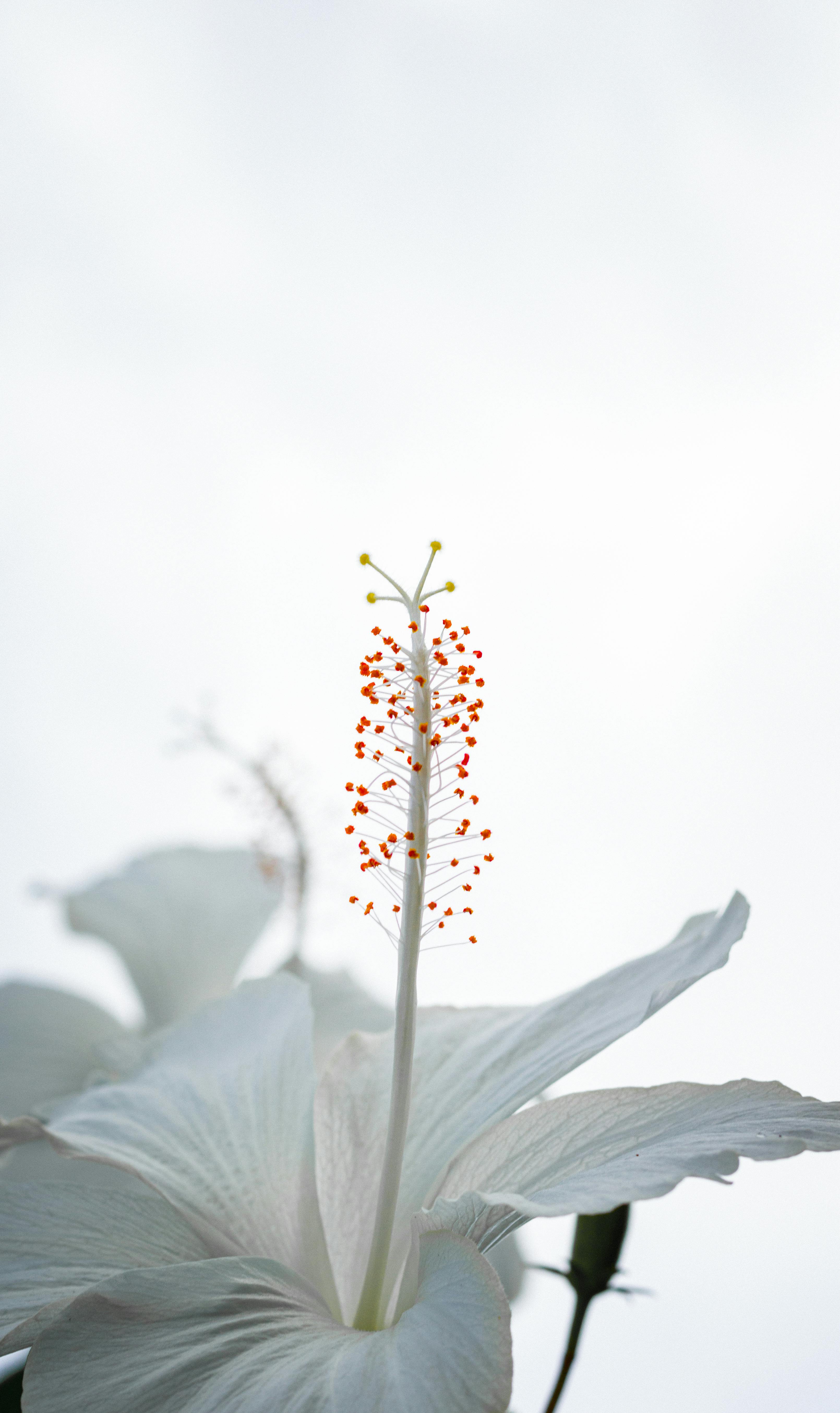 Foto profissional gratuita de beleza, botânica, broto, de flores ...