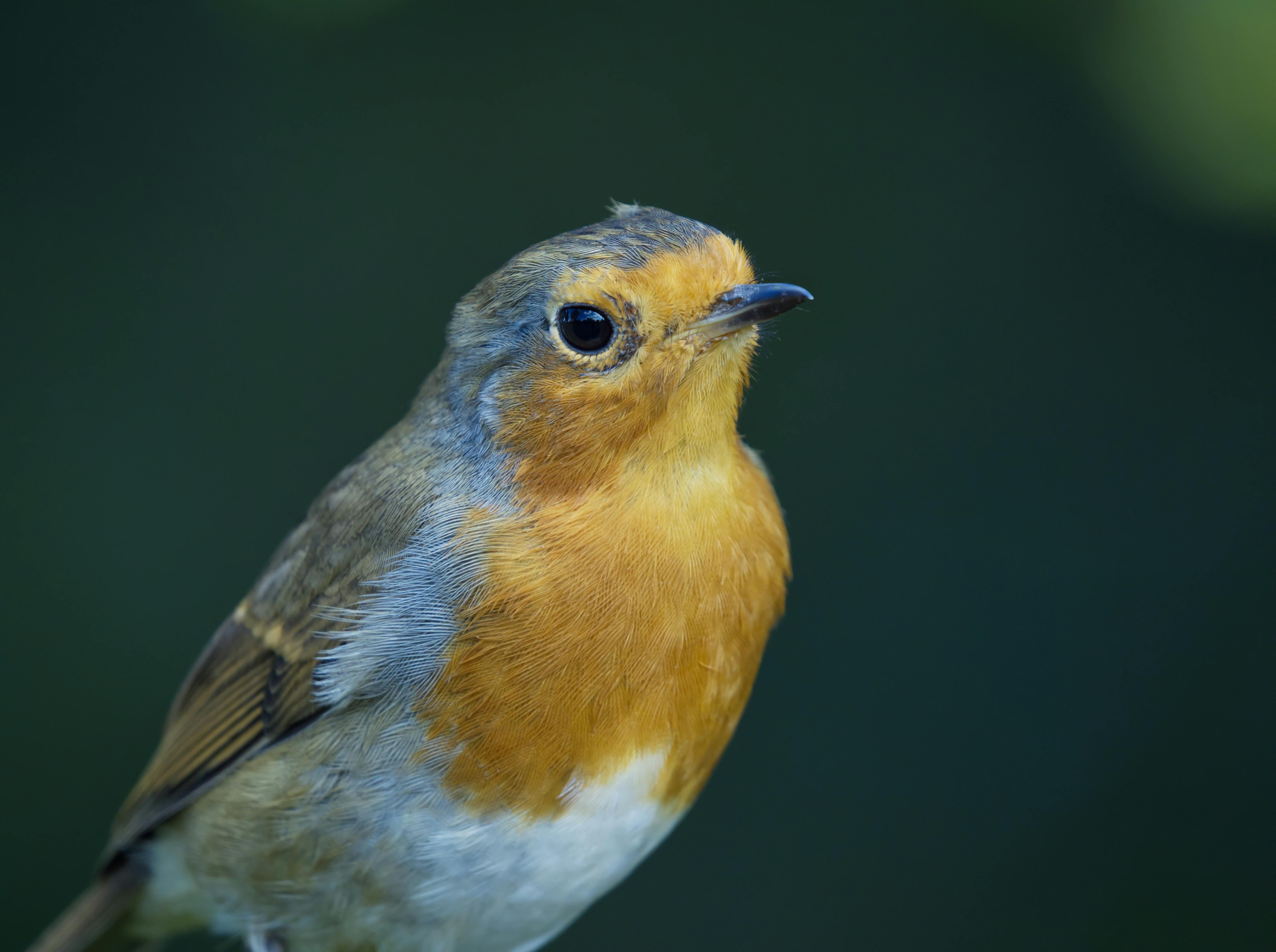 Robin Catching Worm · Free Stock Photo