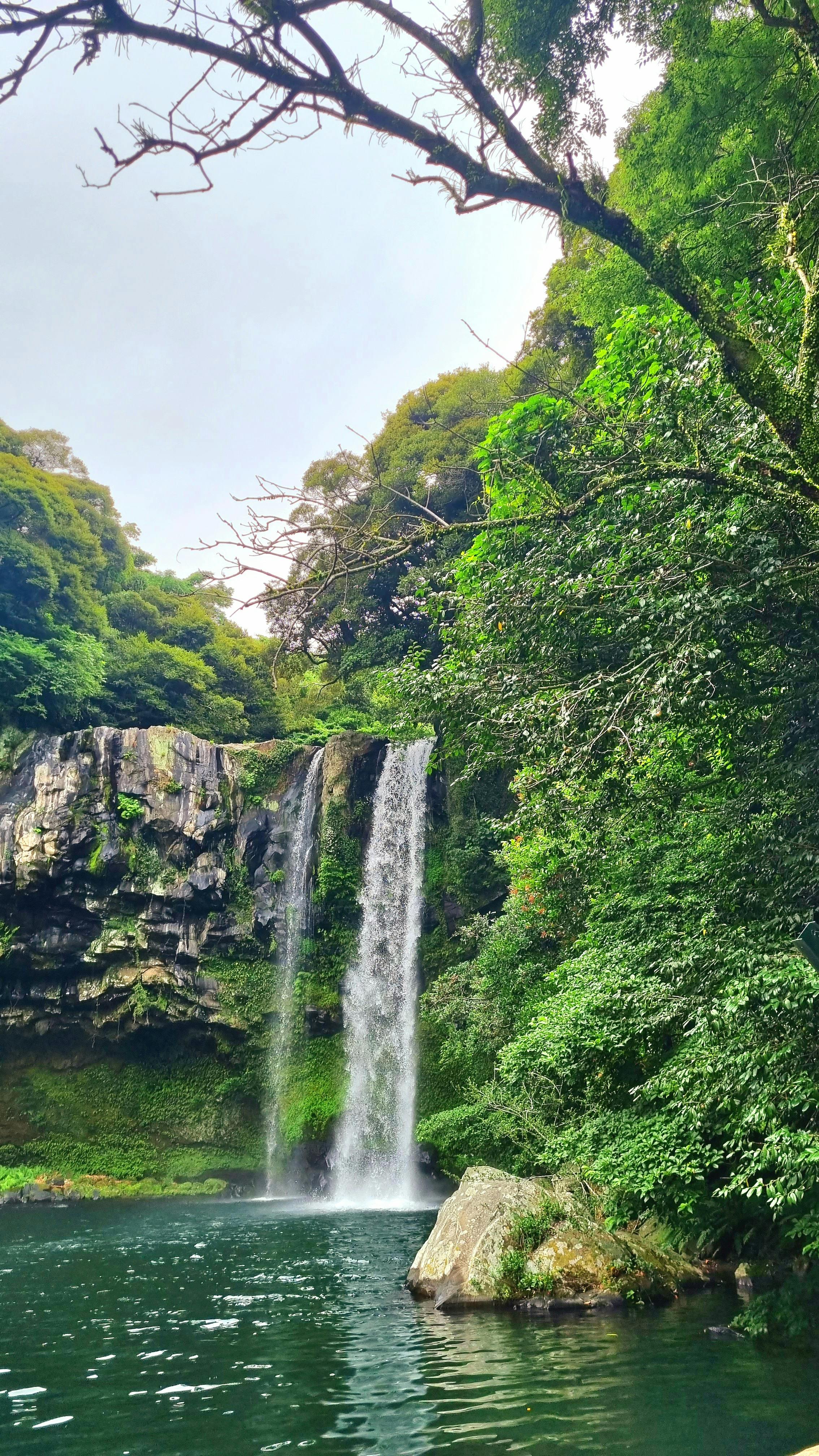 Trees near Waterfalls · Free Stock Photo