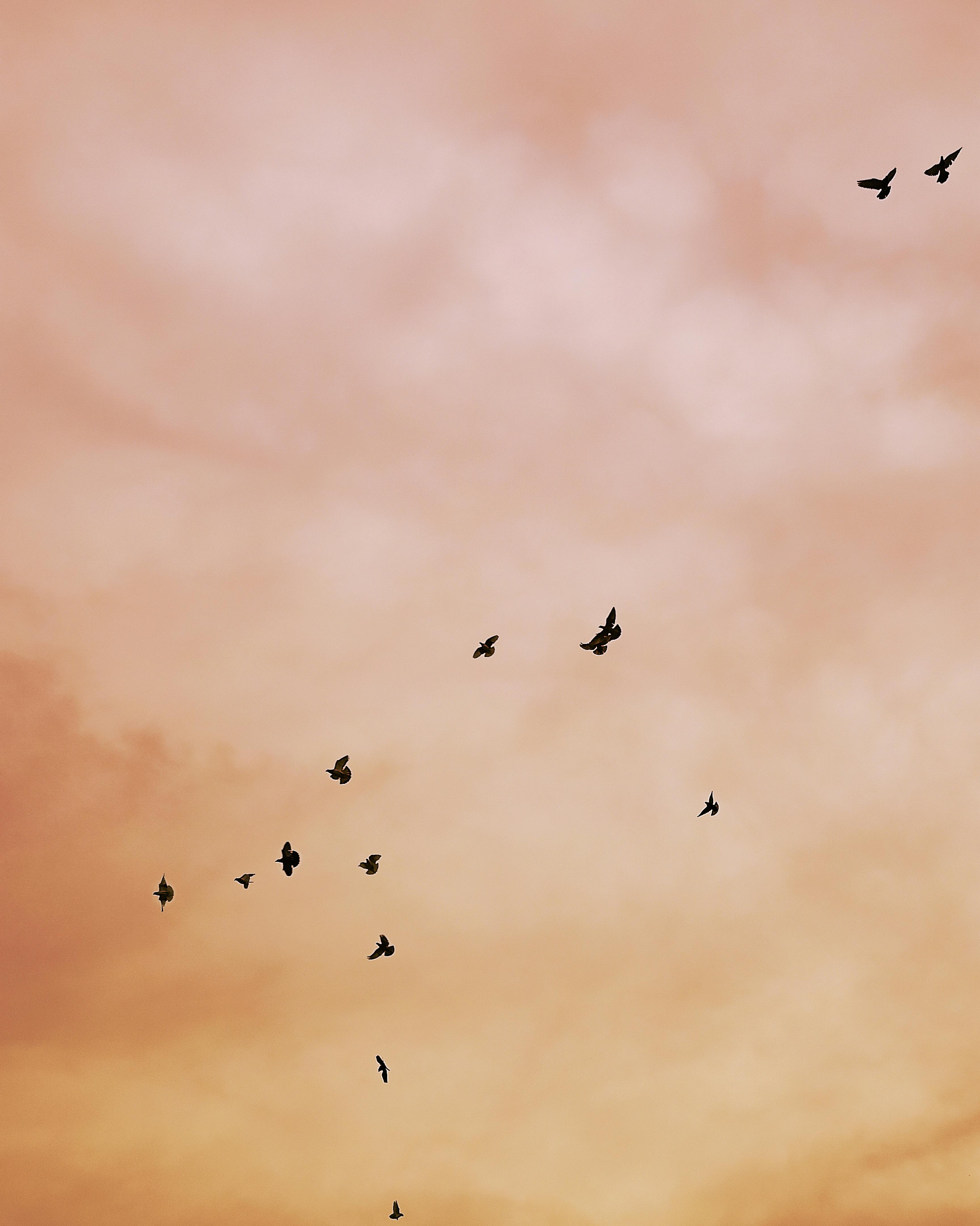 Photo of Birds Flying Together · Free Stock Photo