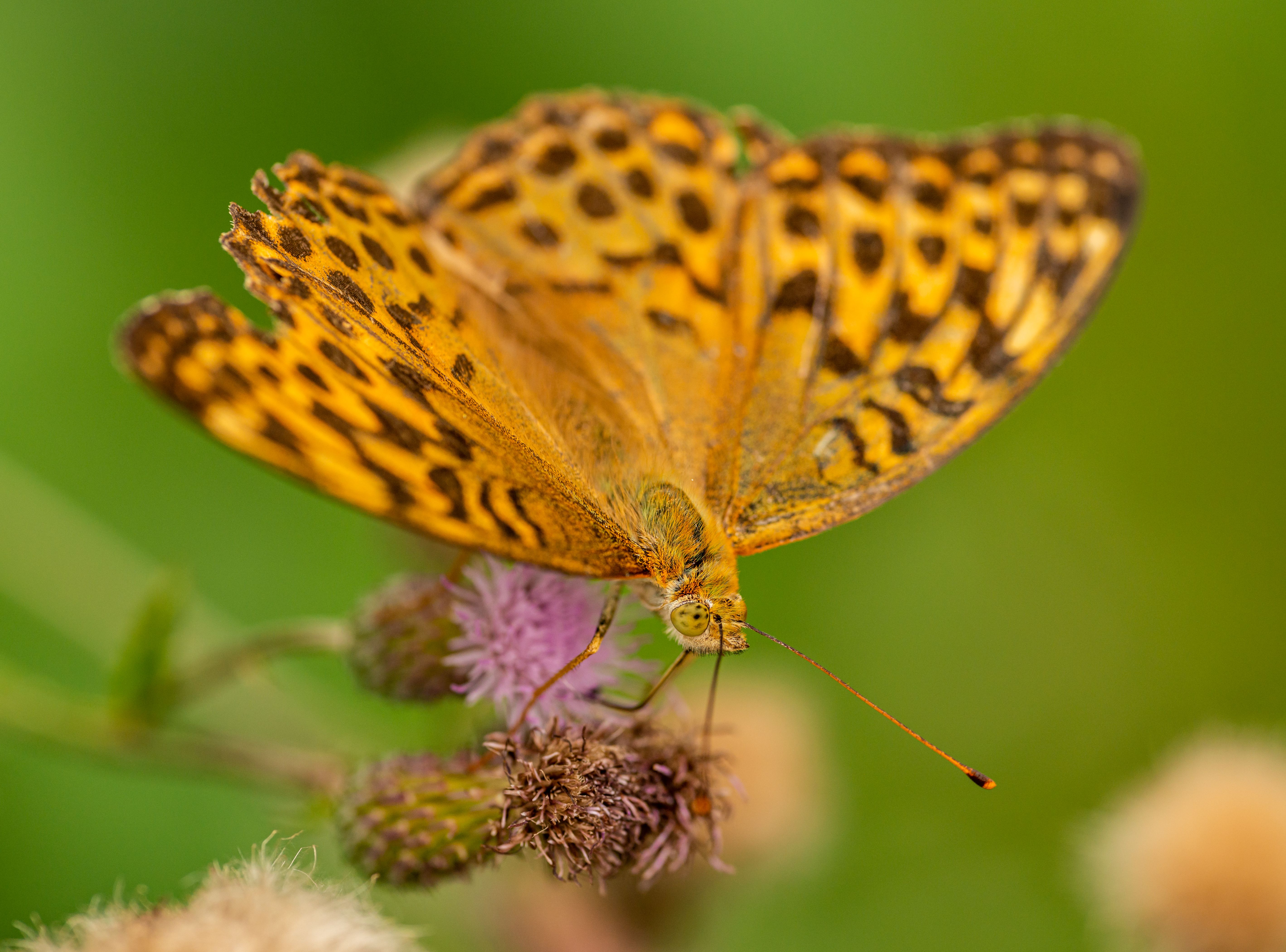 High Brown Fritillary Photos, Download The BEST Free High Brown ...