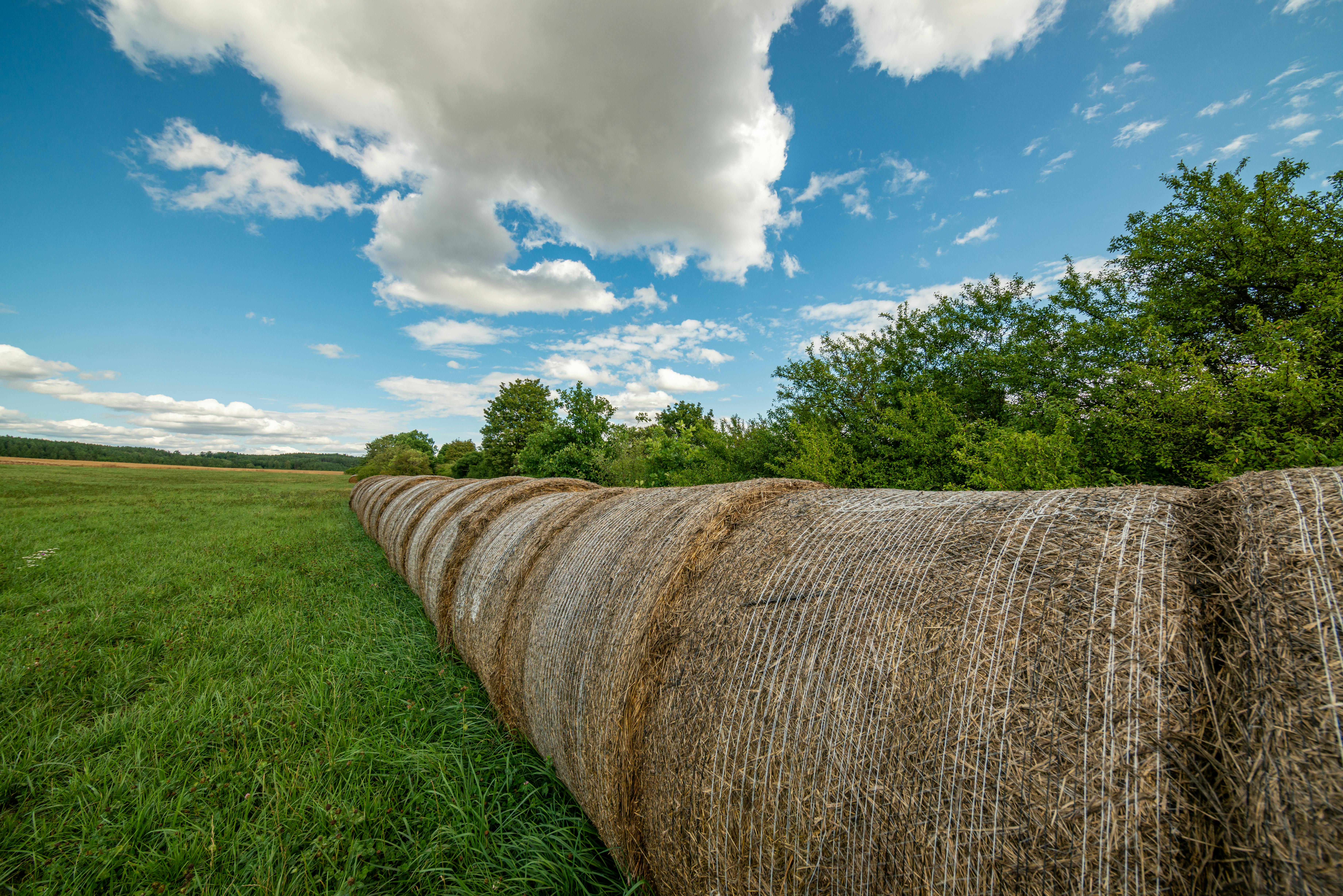 Hay in a Green Grass Field · Free Stock Photo