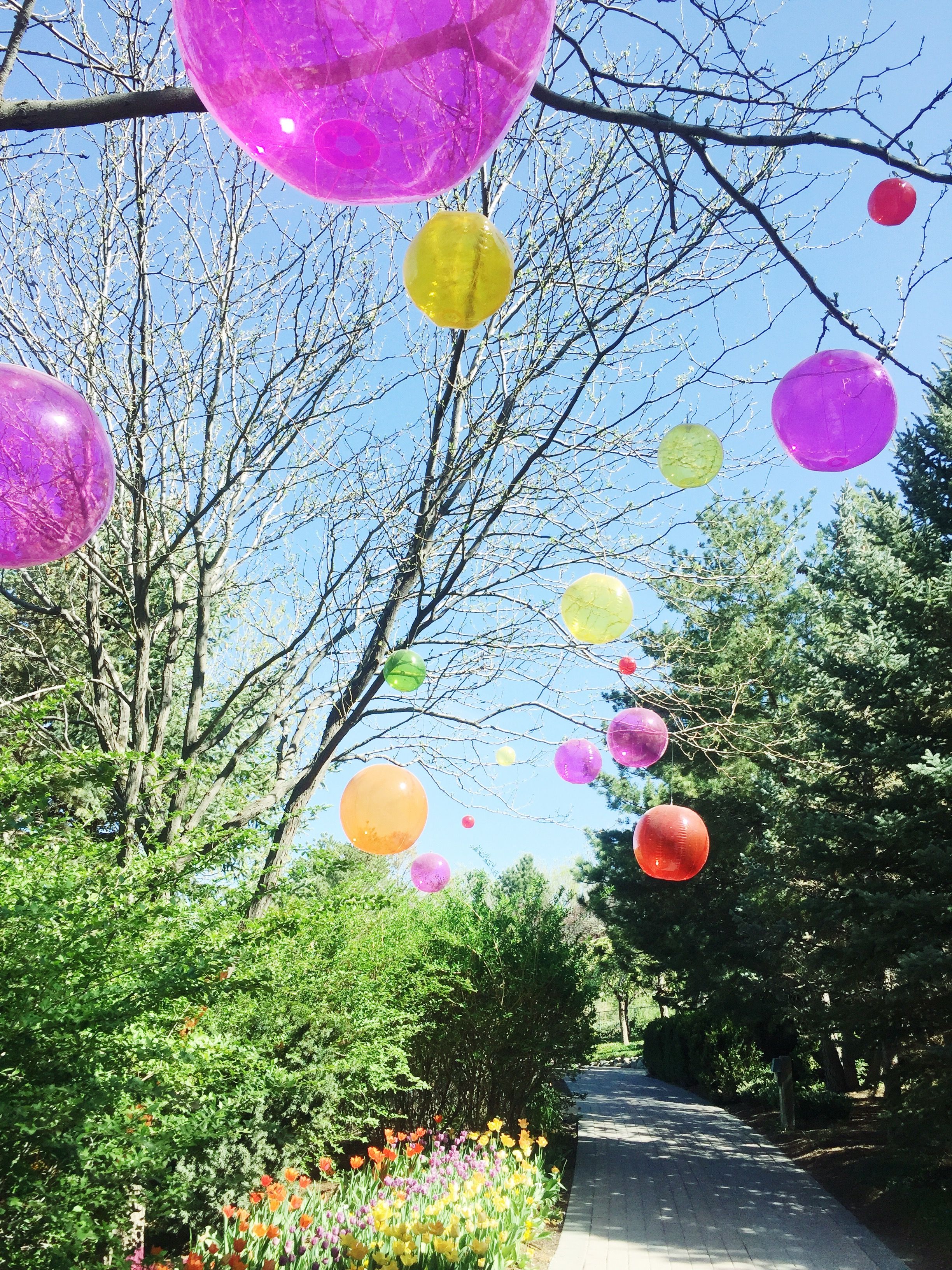 Assorted-color Balloons Attached on Tree Branches · Free Stock Photo