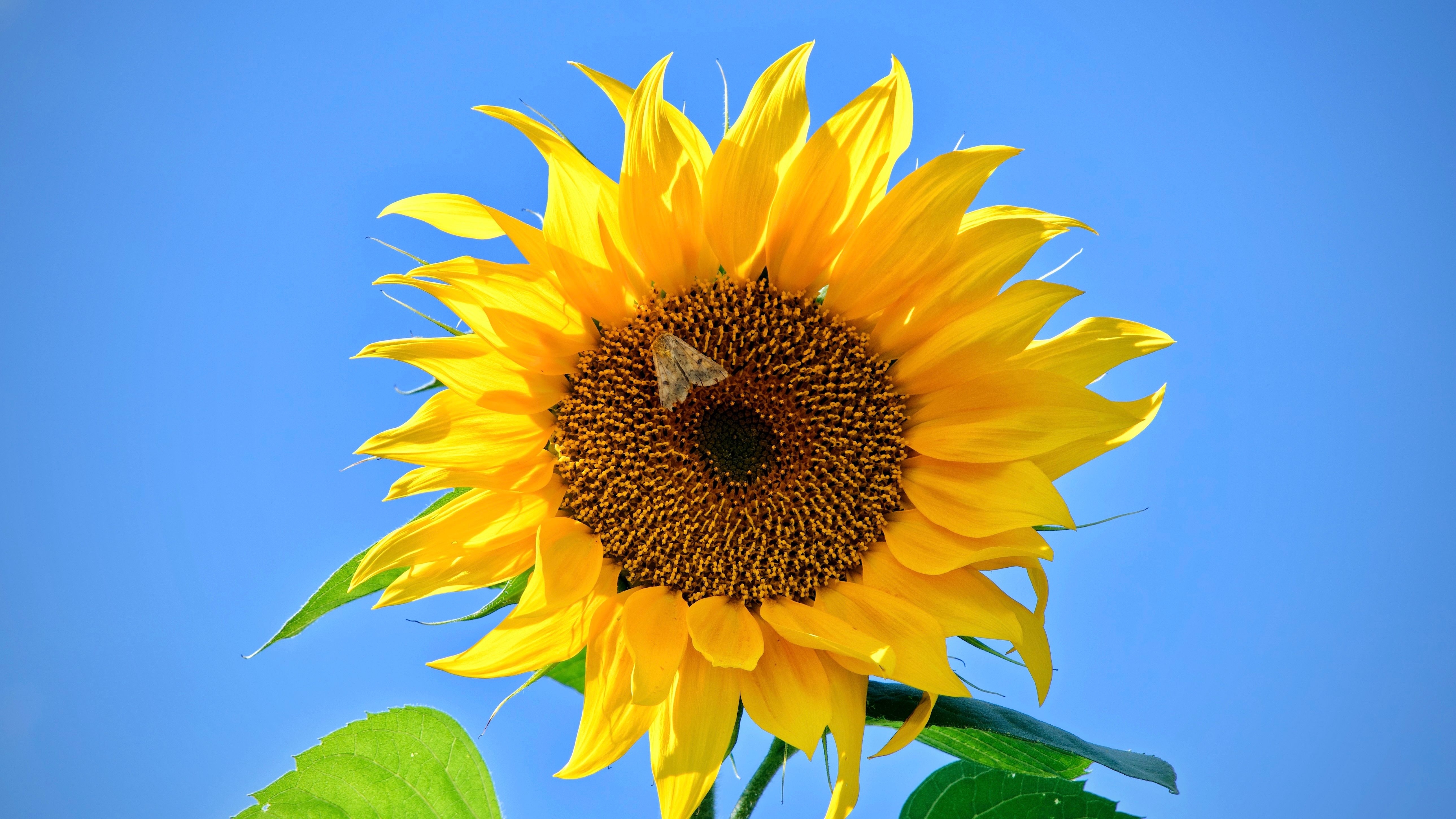 Close Up Photo of a Sunflower · Free Stock Photo