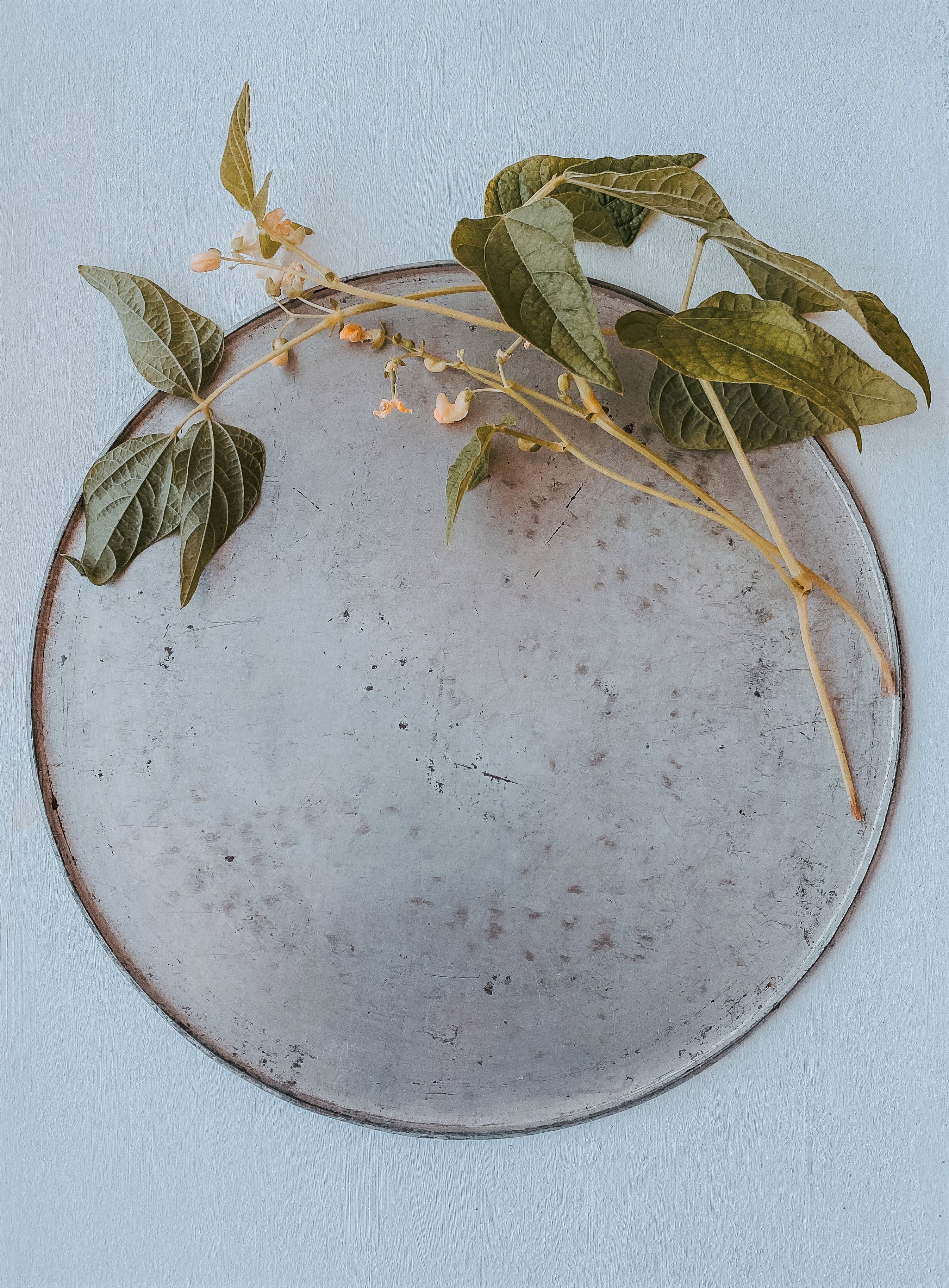 Two Parallel Twigs · Free Stock Photo