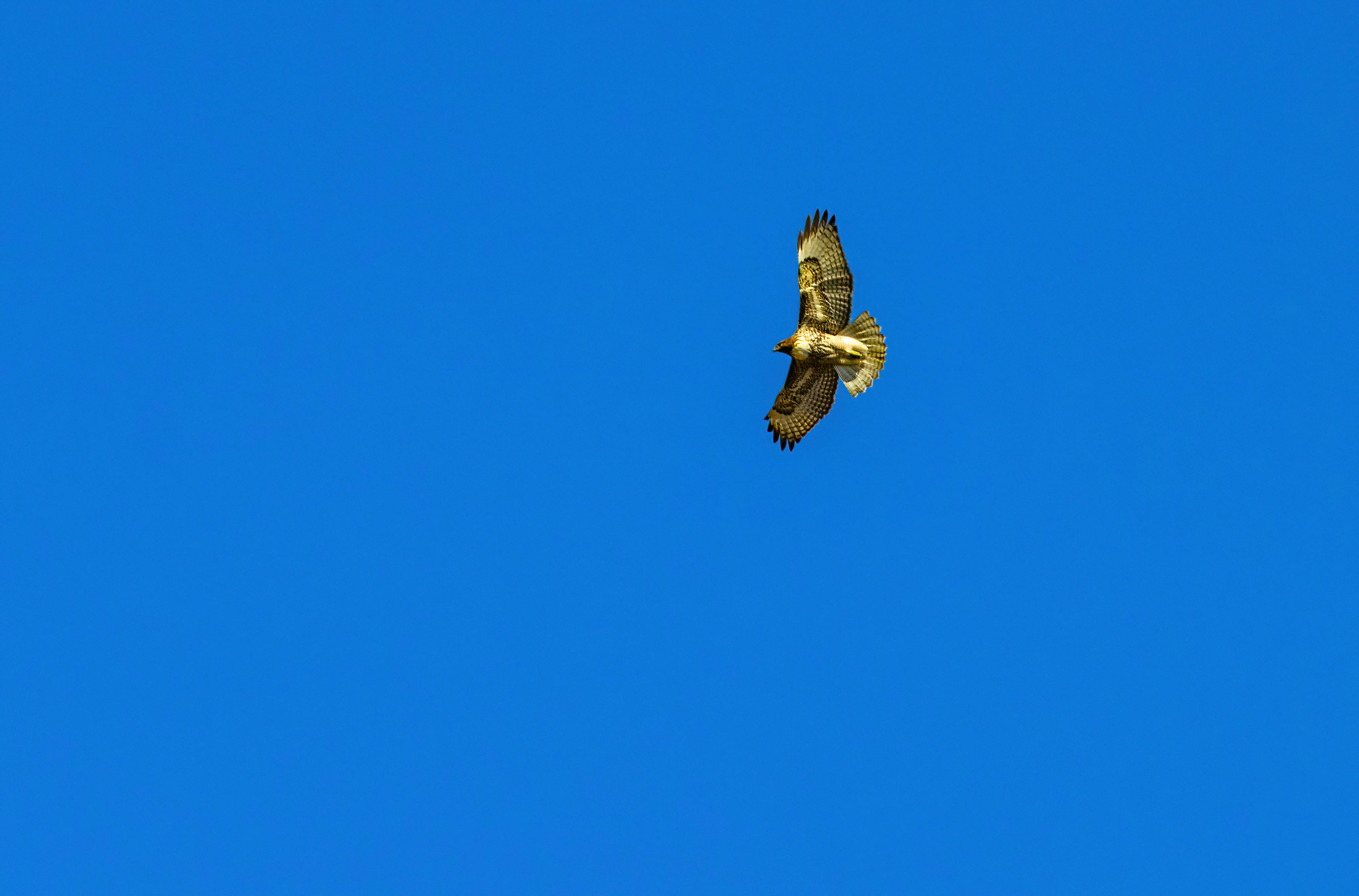 Eagle Flying against Yellow Toned Landscape · Free Stock Photo